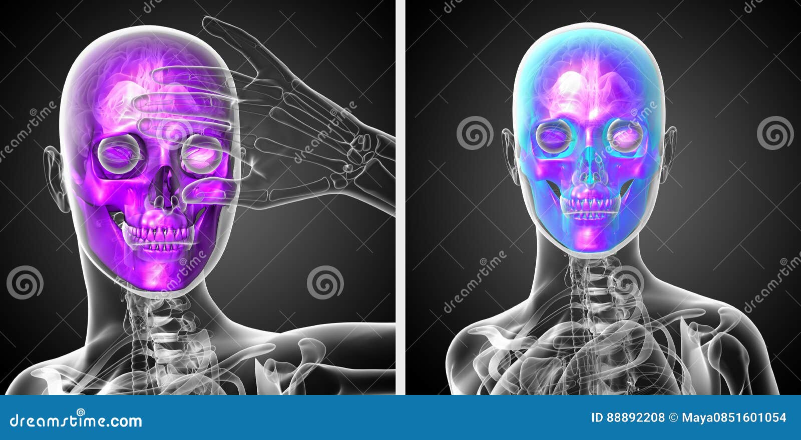 Skull stock illustration. Illustration of human, dead - 88892208