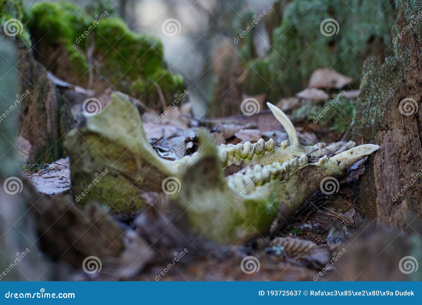 Skull of a dead boar stock image. Image of anatomy, fangs - 193725637
