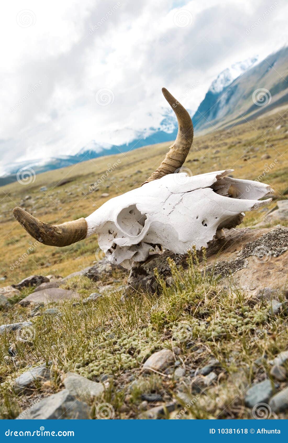 Skull dead bull stock photo. Image of land, weathered - 10381618
