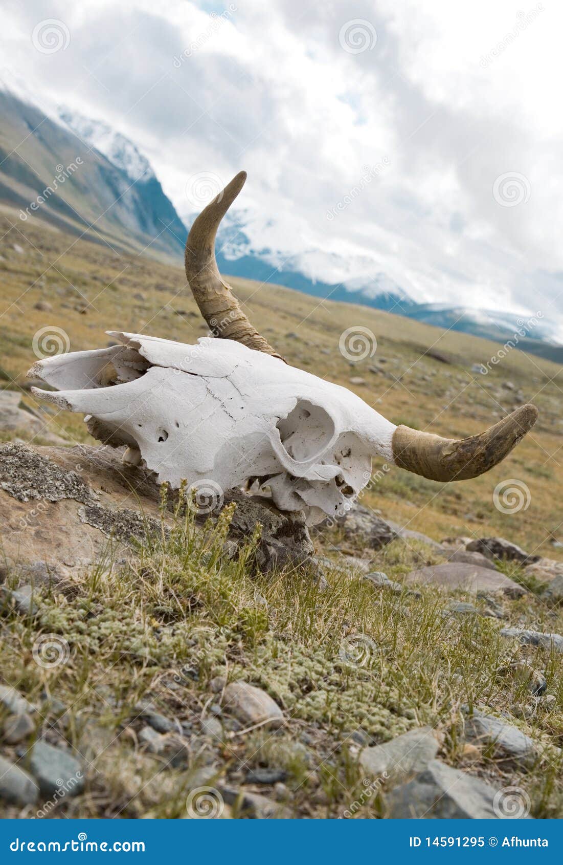 Skull dead bull stock image. Image of bull, famine, skeleton - 14591295