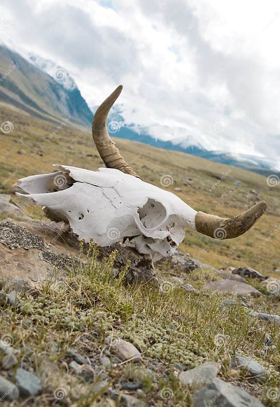 Skull dead bull stock image. Image of bull, famine, skeleton - 14591295