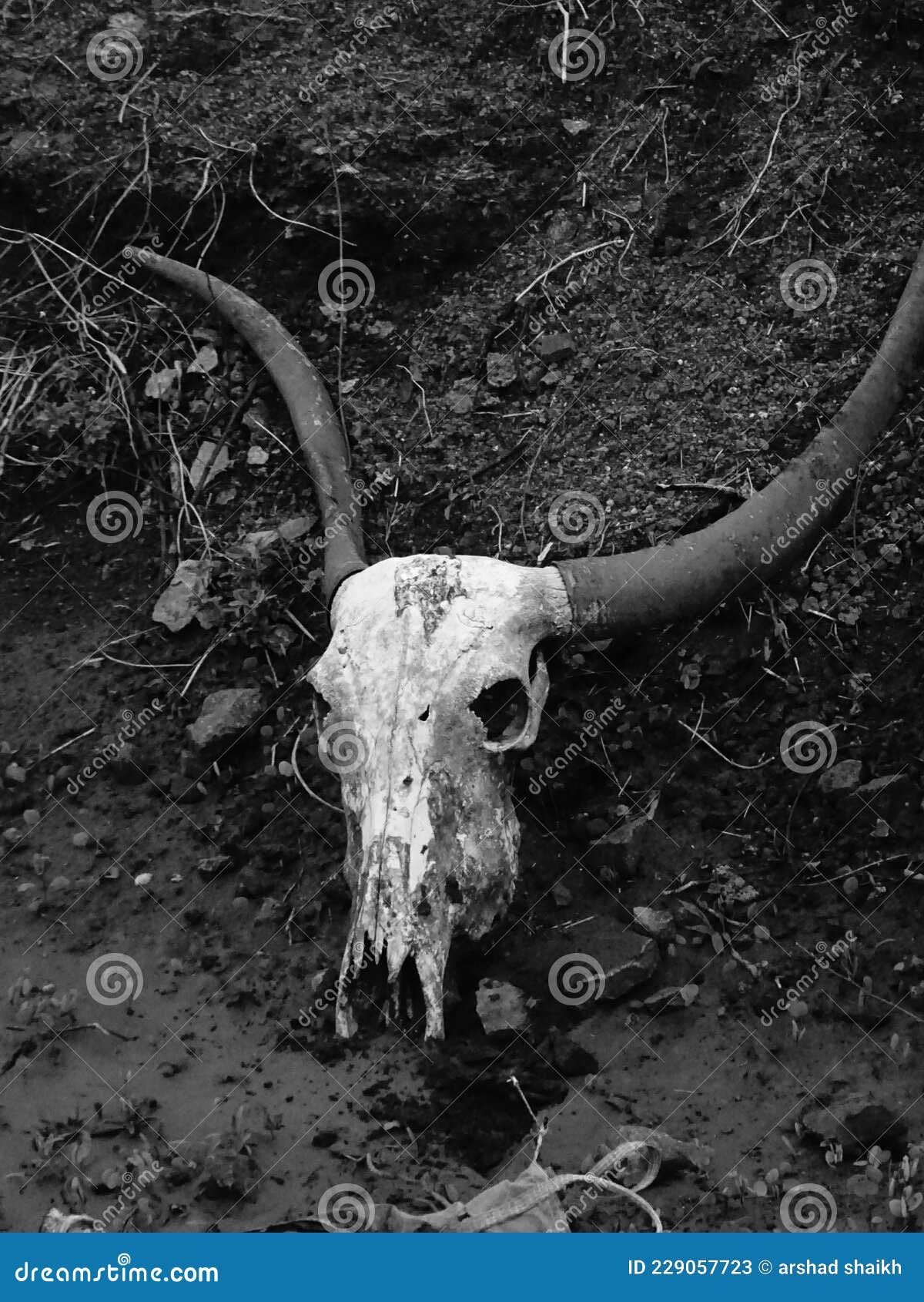 Skull of dead bull stock image. Image of light, branch - 229057723