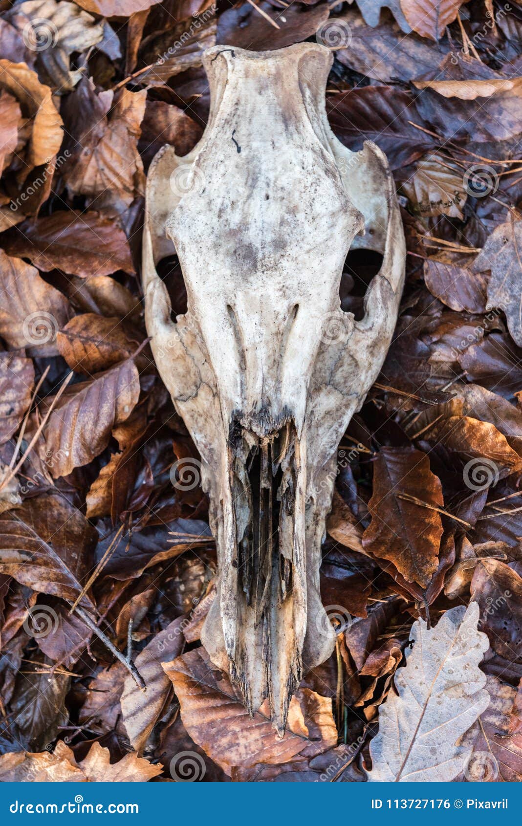 Skull of Dead Cervid in a Forest Stock Photo - Image of nature, autumn ...