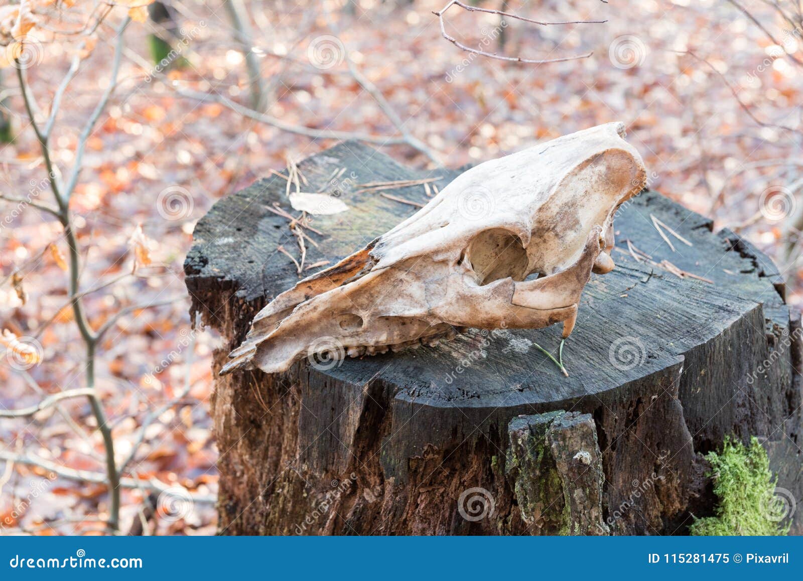 Skull of Dead Cervid in a Forest Stock Image - Image of teeth, fawn ...