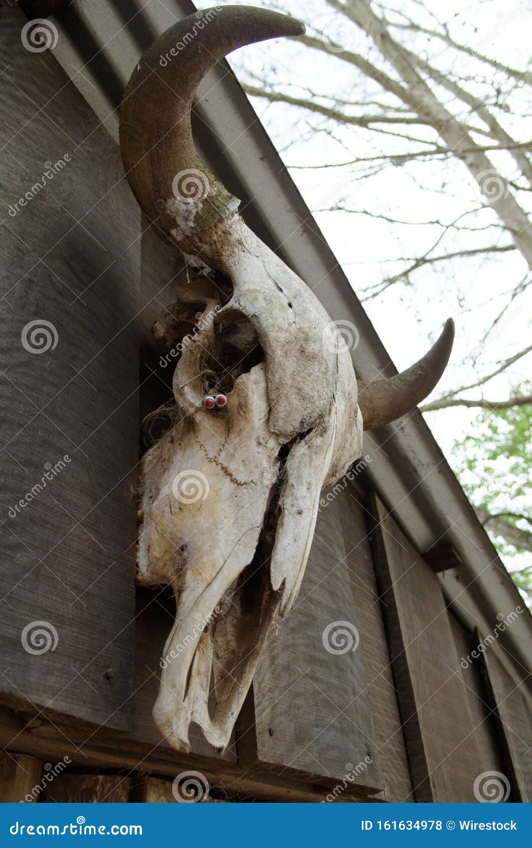 Skull of a Dead Goat on a Wooden House Stock Photo - Image of death ...