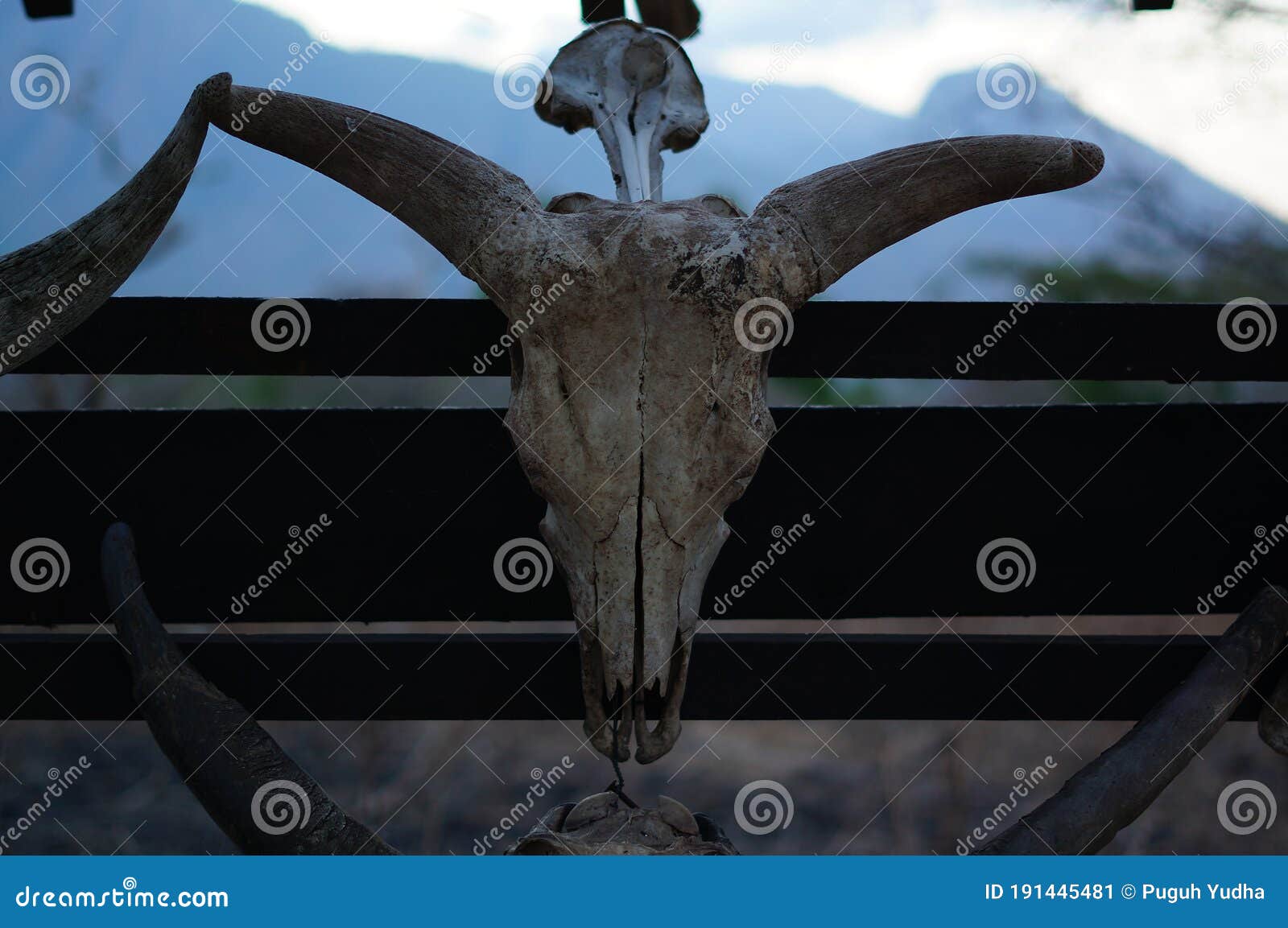 The Skull Depends on the Tree Stock Image - Image of dehydration ...