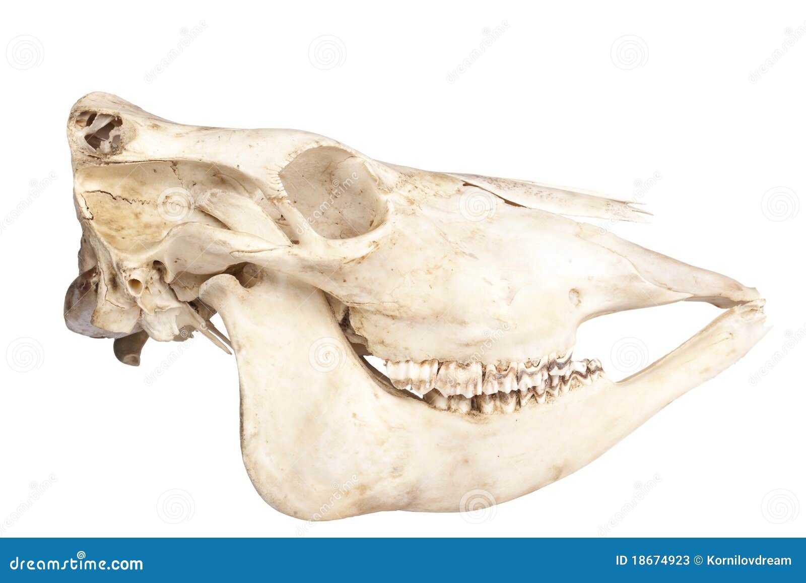 Skull of domestic horse stock image. Image of cranium - 18674923