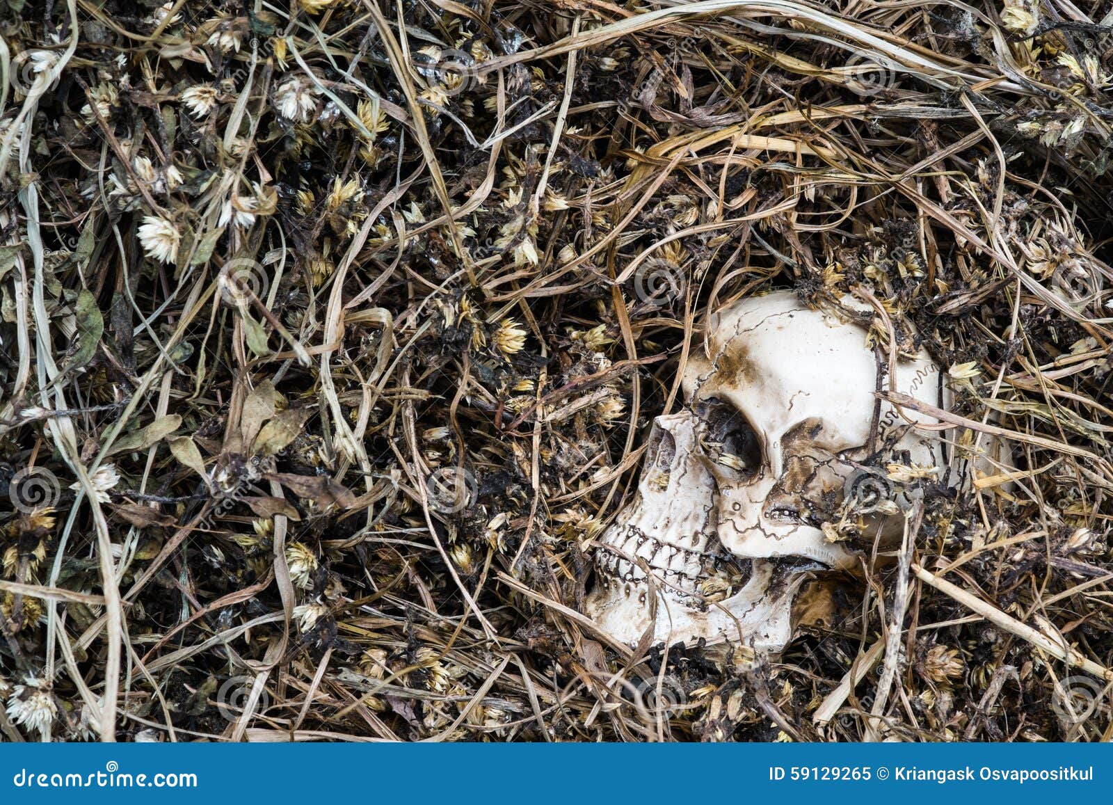 Skull on dried grass stock image. Image of grass, biological - 59129265