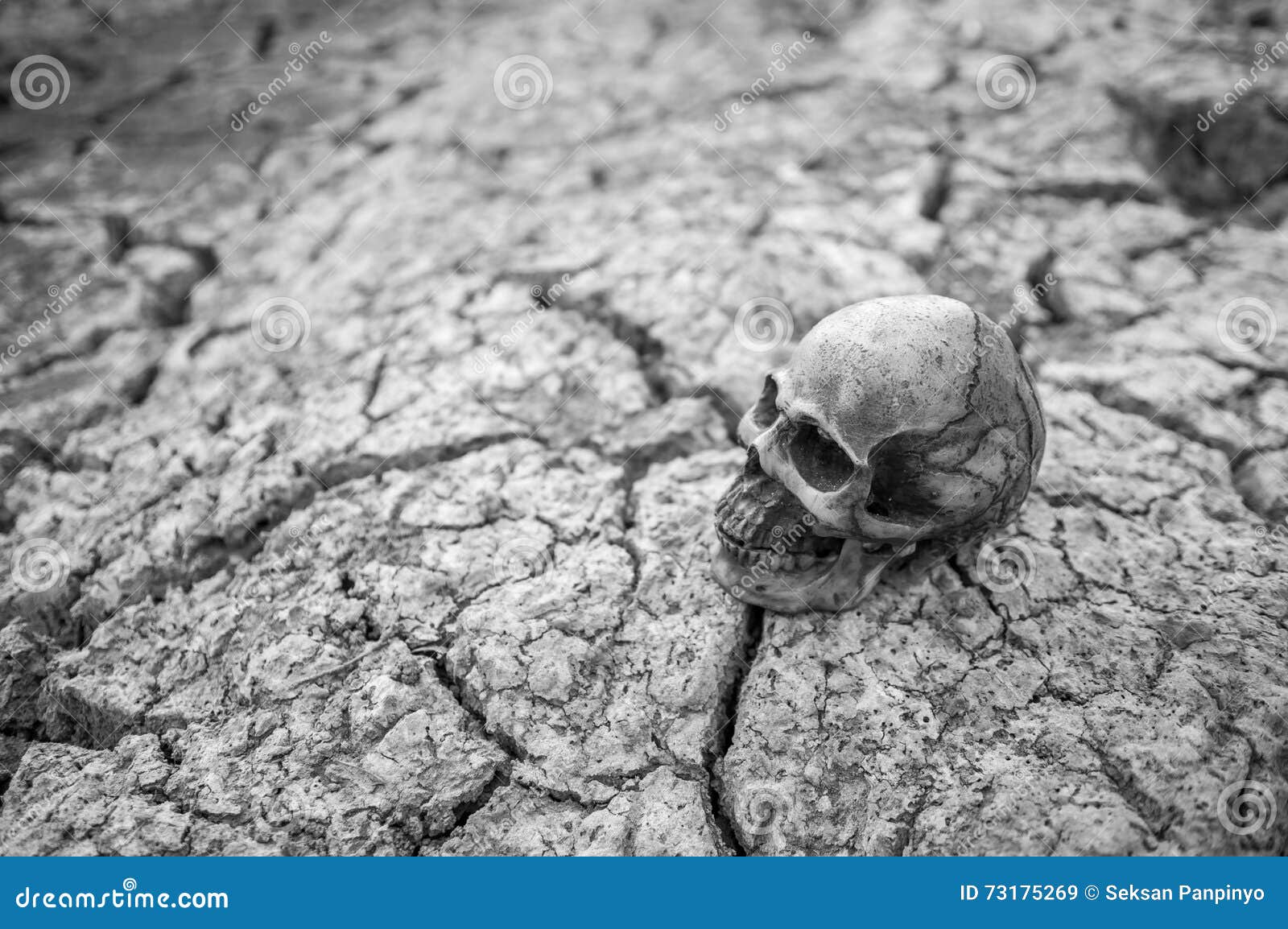 Skull on Dry Cracked Ground Stock Image - Image of faith, horror: 73175269