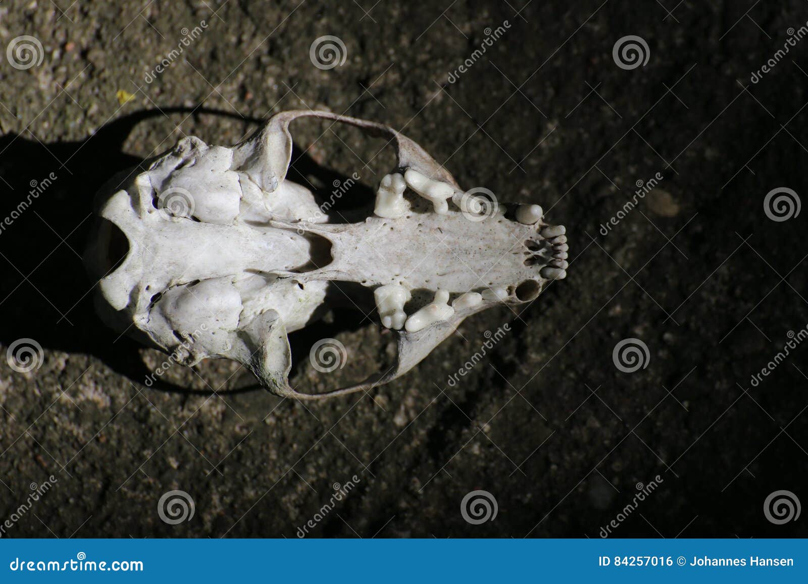 Skull of a European Pine Marten (Martes Martes) from Below Stock Photo ...