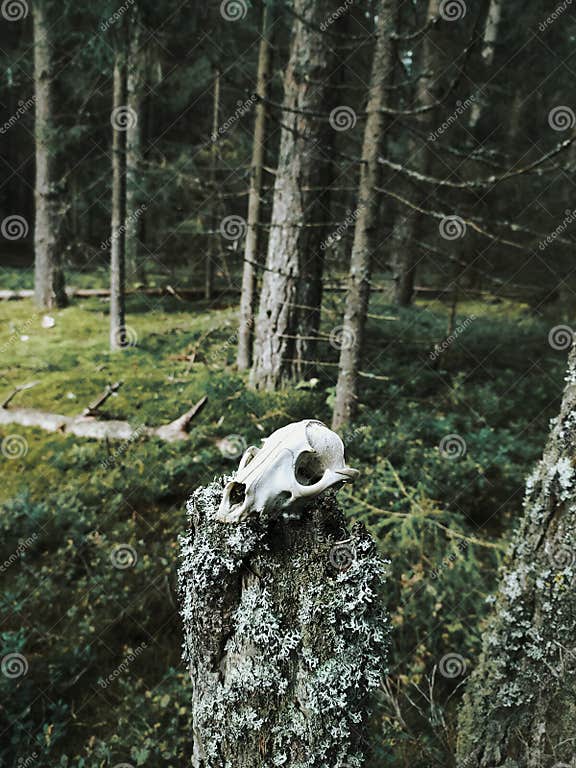 Skull in the forest stock image. Image of nature, moss - 197440631