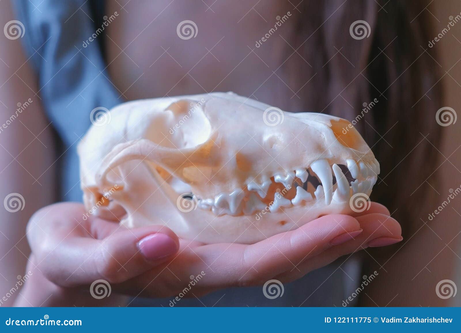 Skull of a Fox on a Woman`s Hand Close-up. Stock Image - Image of ...