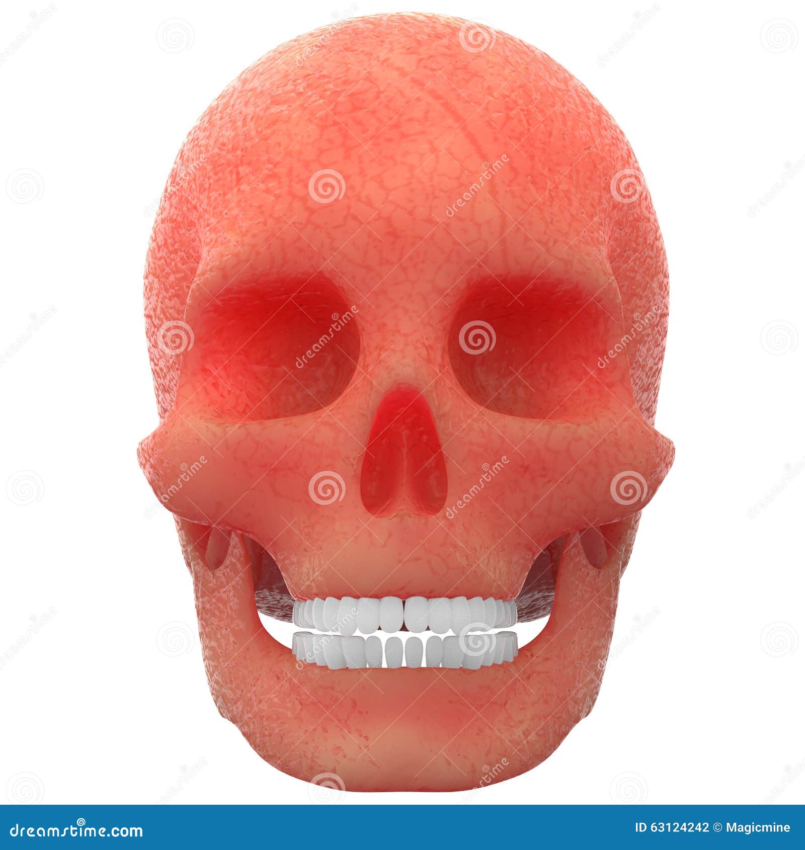 Skull Front View stock illustration. Illustration of health - 63124242