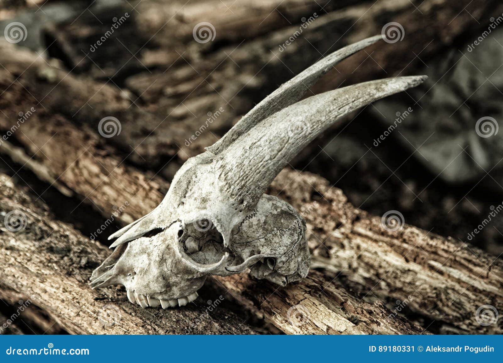 The Skull of a Goat on Rotting Logs Stock Image - Image of depressing ...