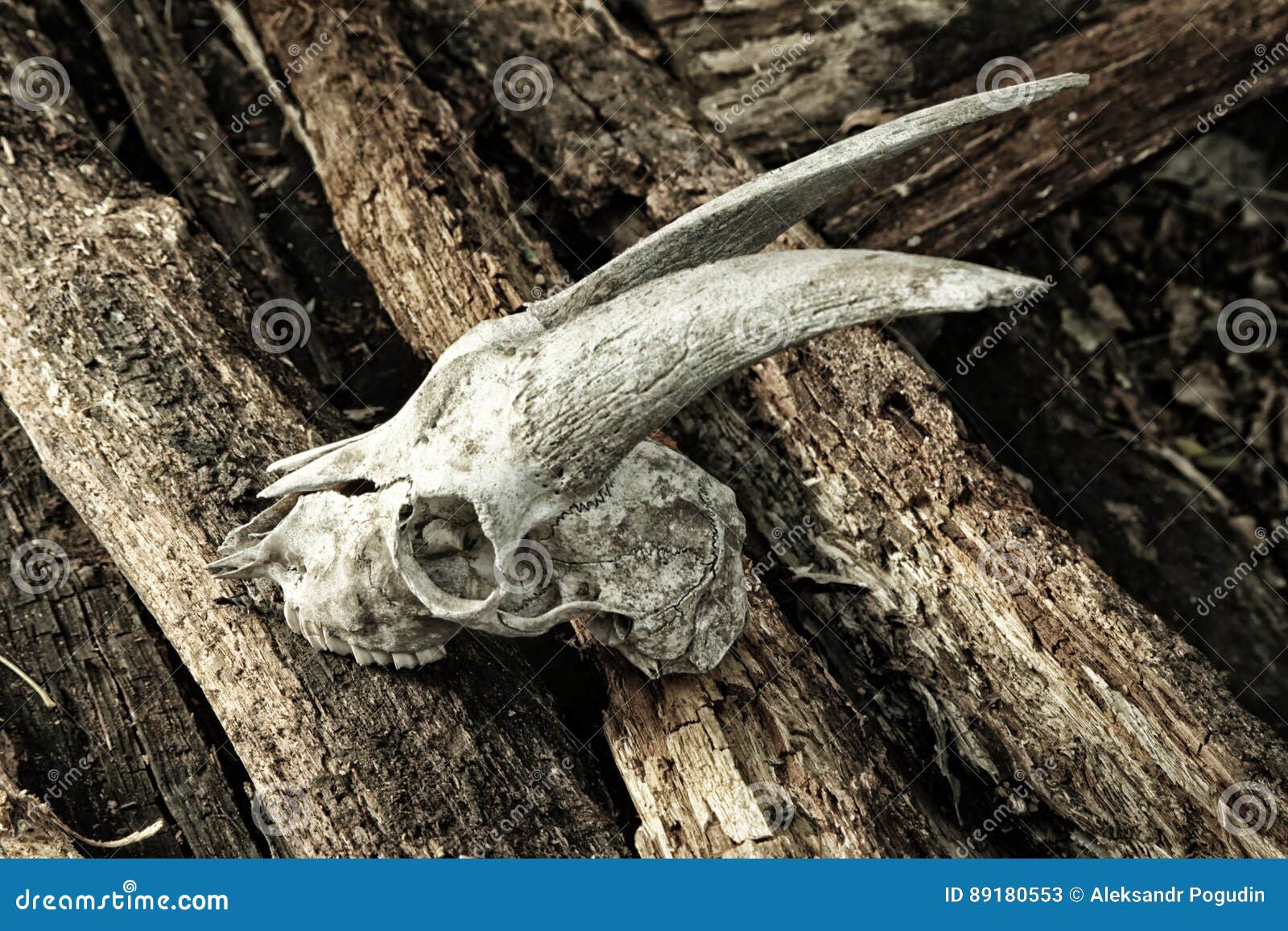 The Skull of a Goat on Rotting Logs Close Up Stock Image - Image of ...