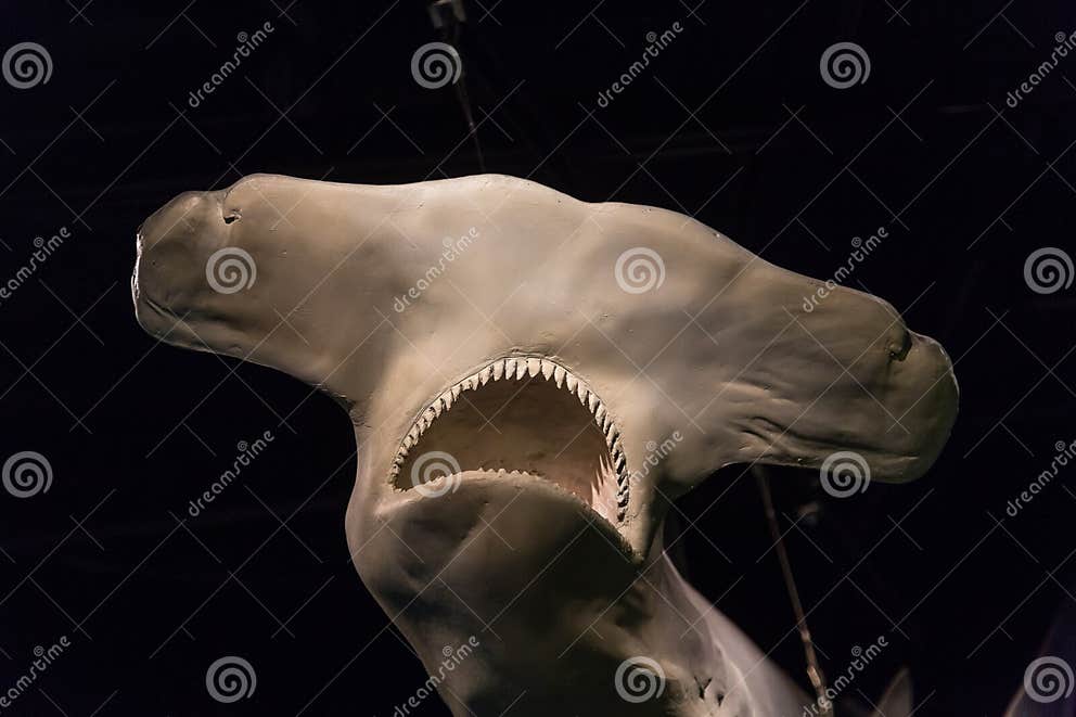 Skull of Hammerhead Shark stock photo. Image of head - 63345032