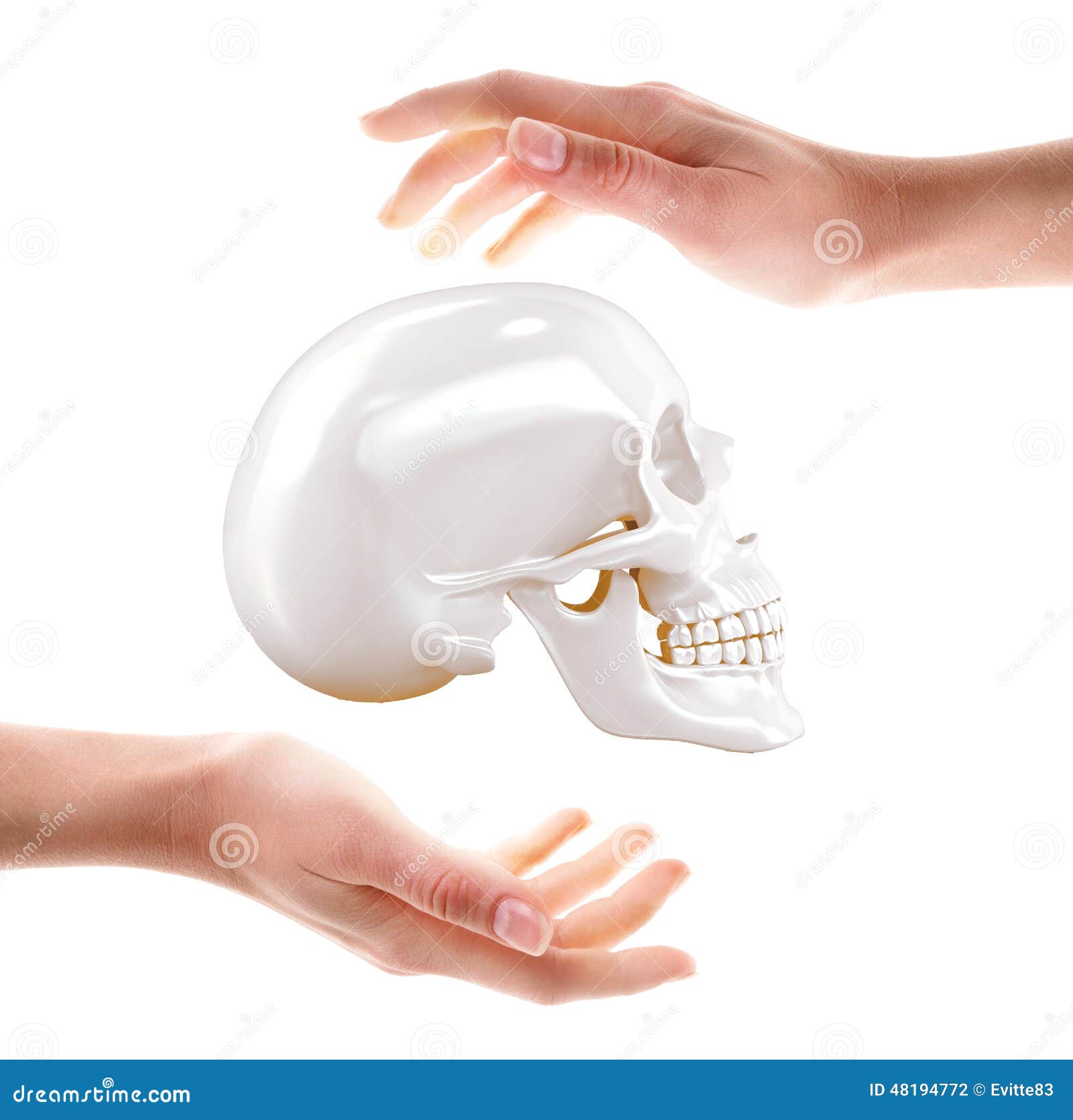 Skull in hands. stock photo. Image of skull, health, biology - 48194772