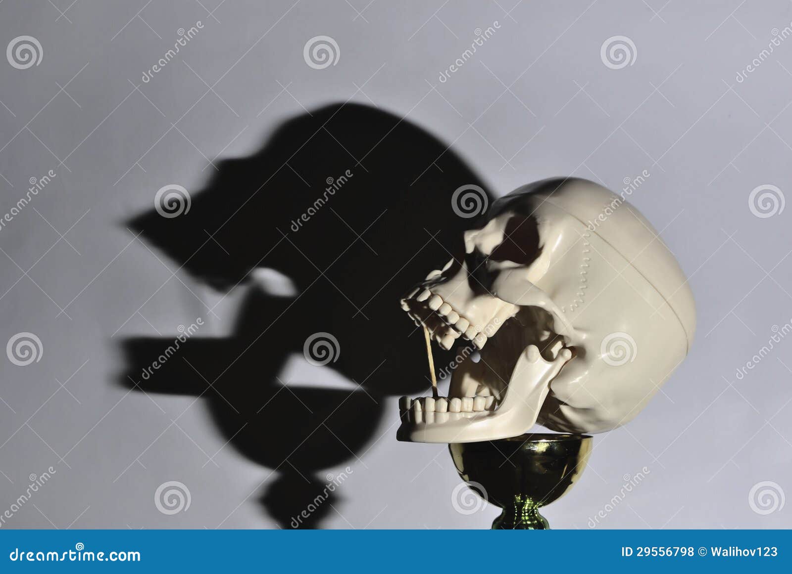 Skull and his shadow. stock photo. Image of front, anatomy - 29556798