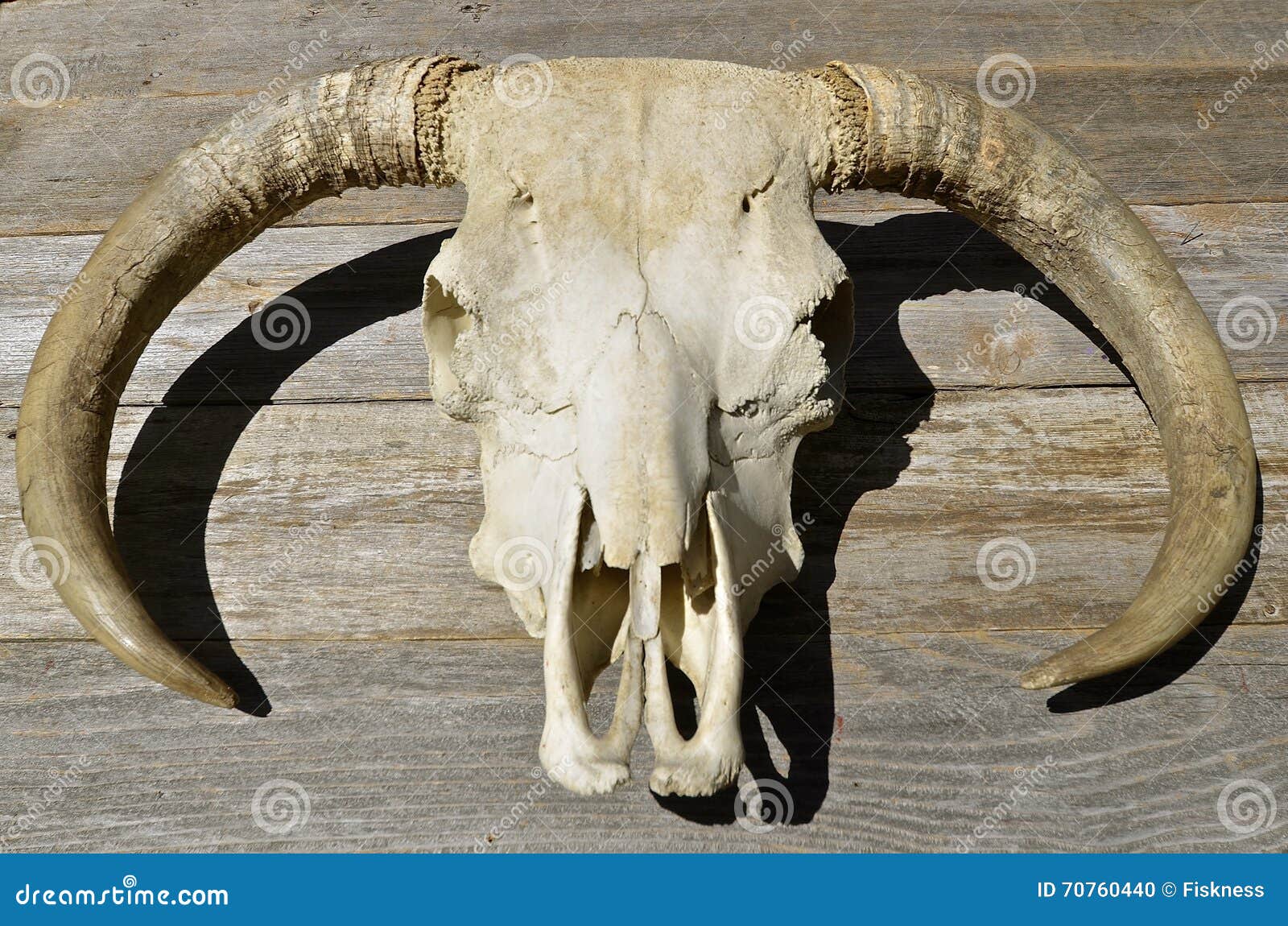Skull and Horns of a Beef Bull Stock Photo - Image of west, livestock ...