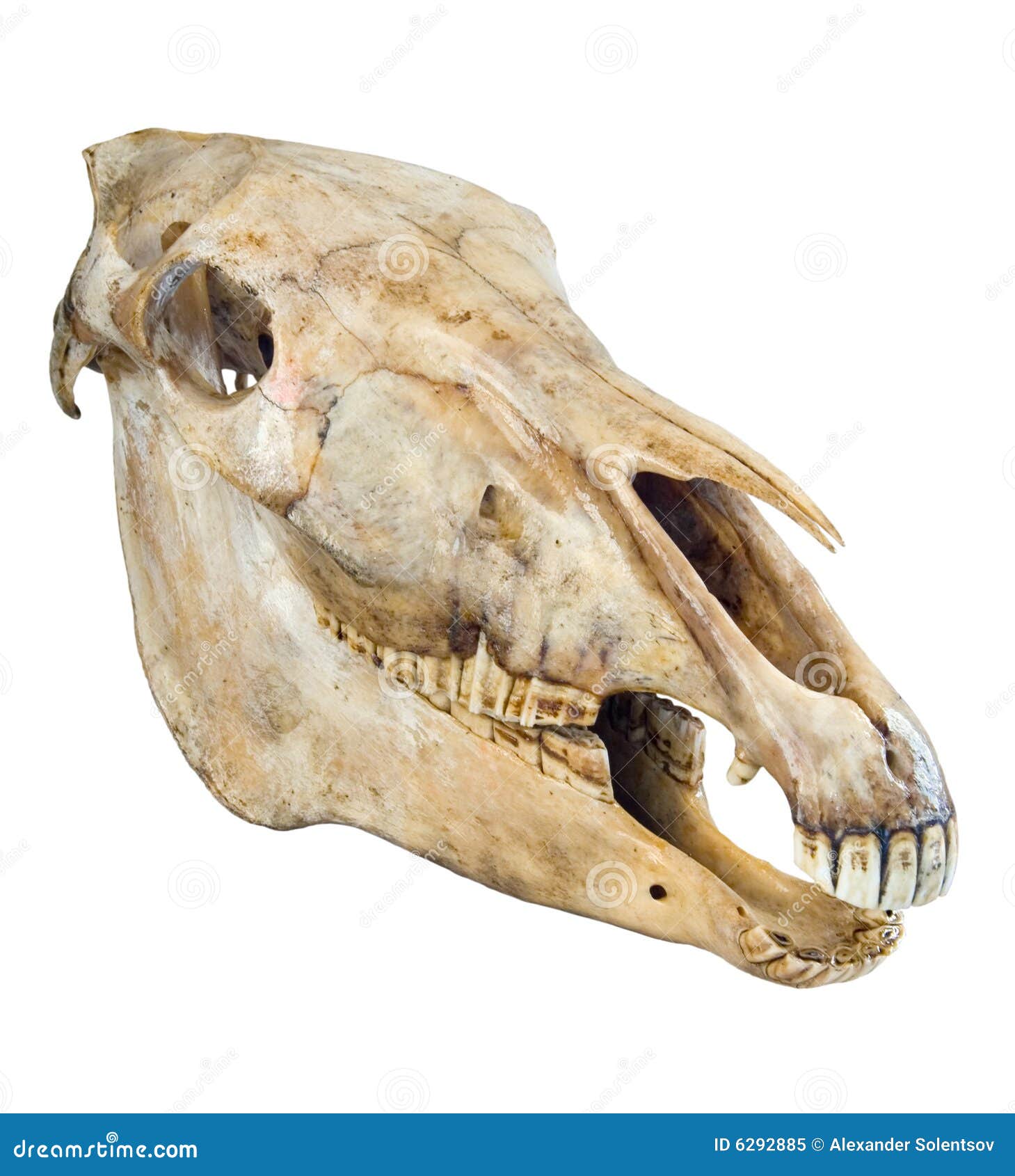 Skull of a horse stock image. Image of creepy, background - 6292885