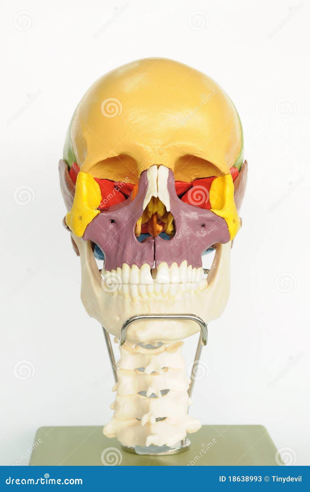 Skull human anatomy stock image. Image of drawing, ancient - 18638993