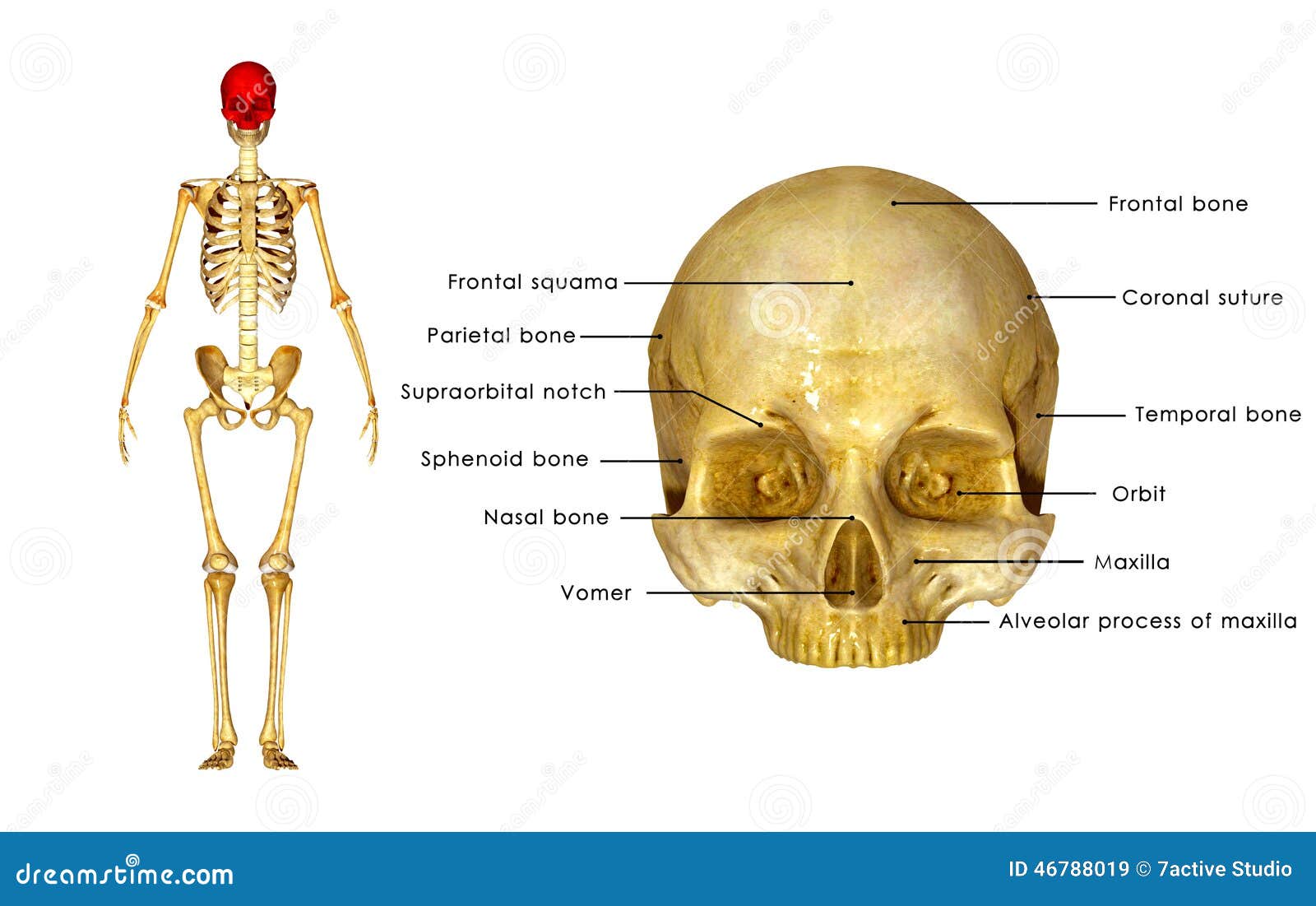 Skull stock illustration. Illustration of amygdala, medicine - 46788019