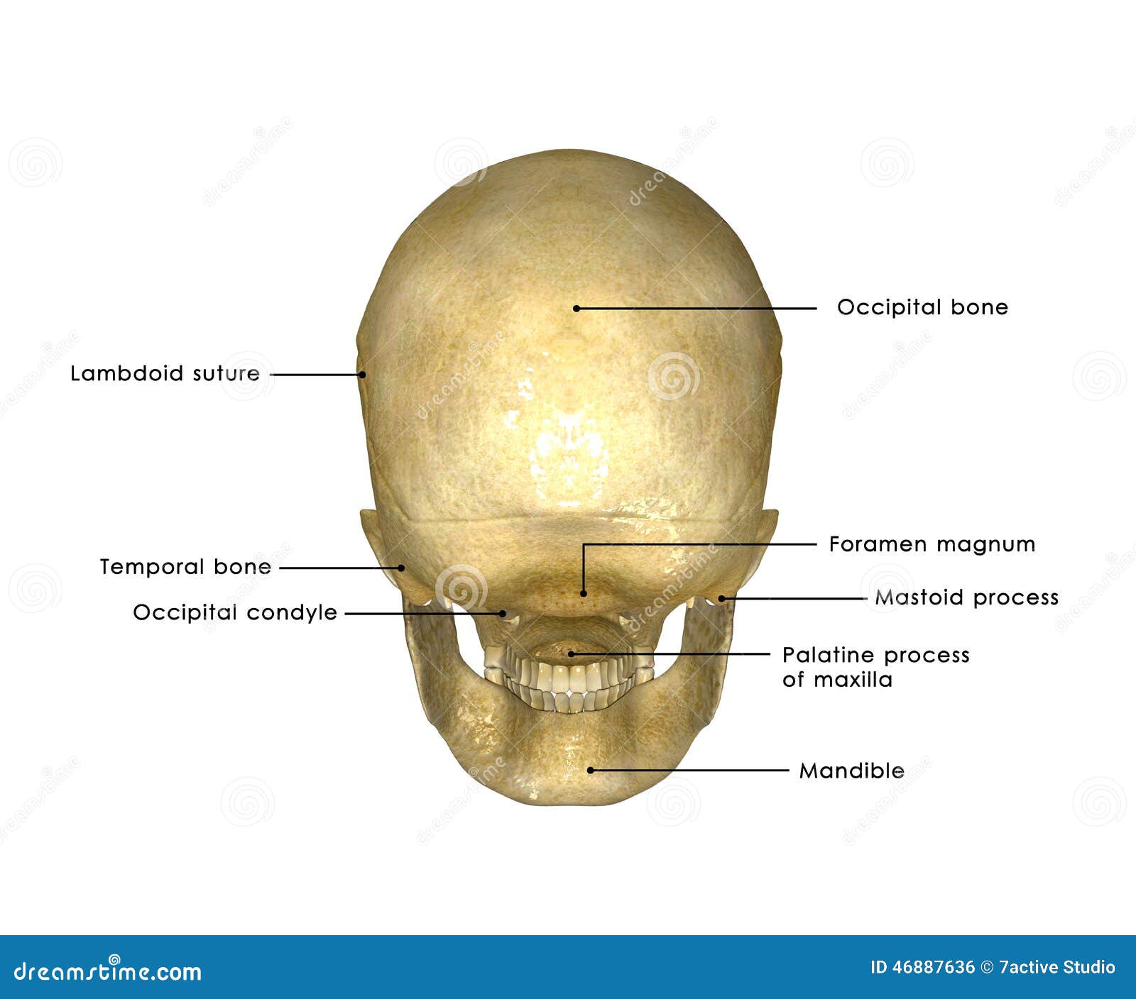 Skull stock photo. Image of mandle, cranium, occipital - 46887636