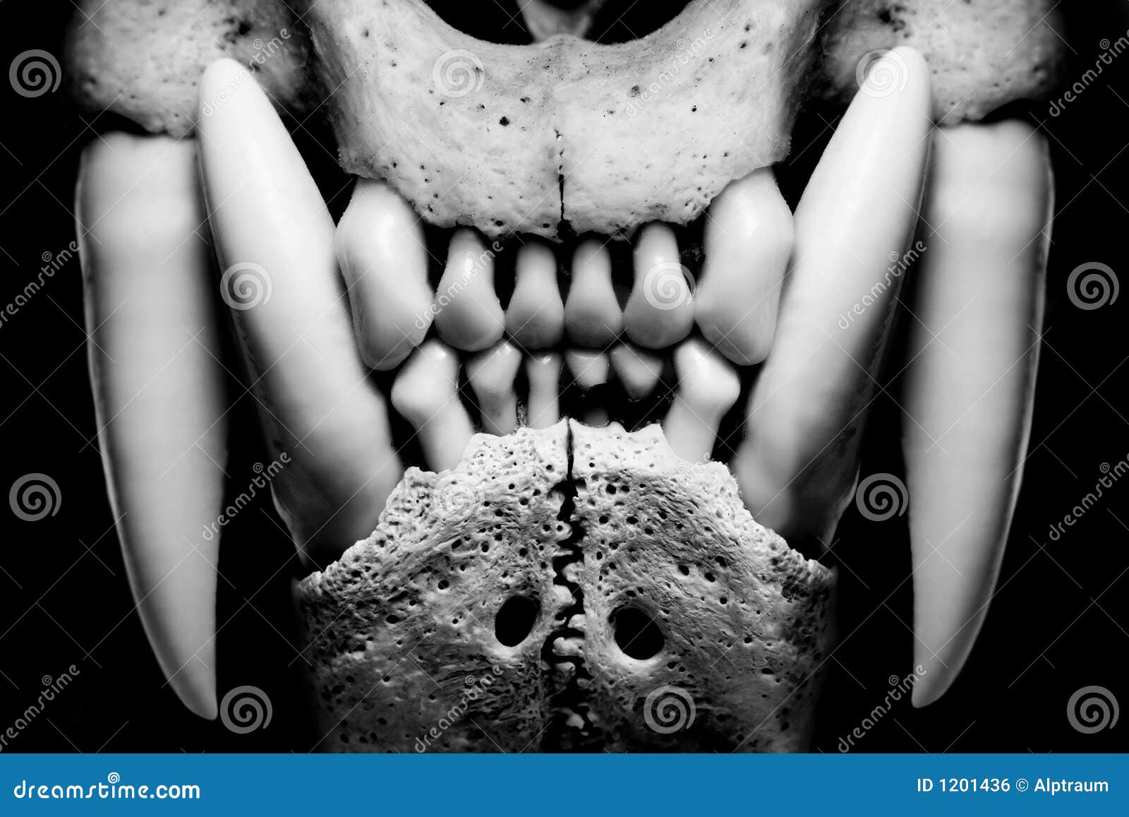 Skull Isolated Over Black - Evil Stock Photo - Image of danger ...