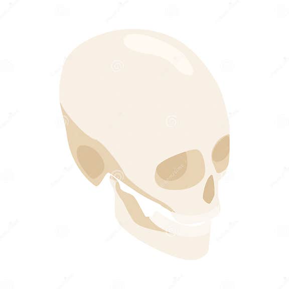 Skull Isometric Illustration Stock Vector - Illustration of skeleton ...