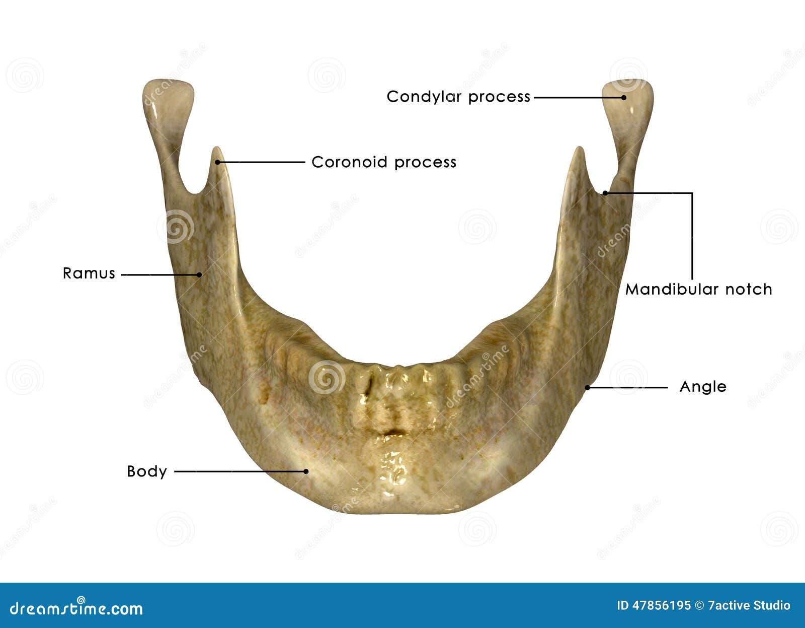 Skull Jaw stock illustration. Illustration of death, anatomical - 47856195