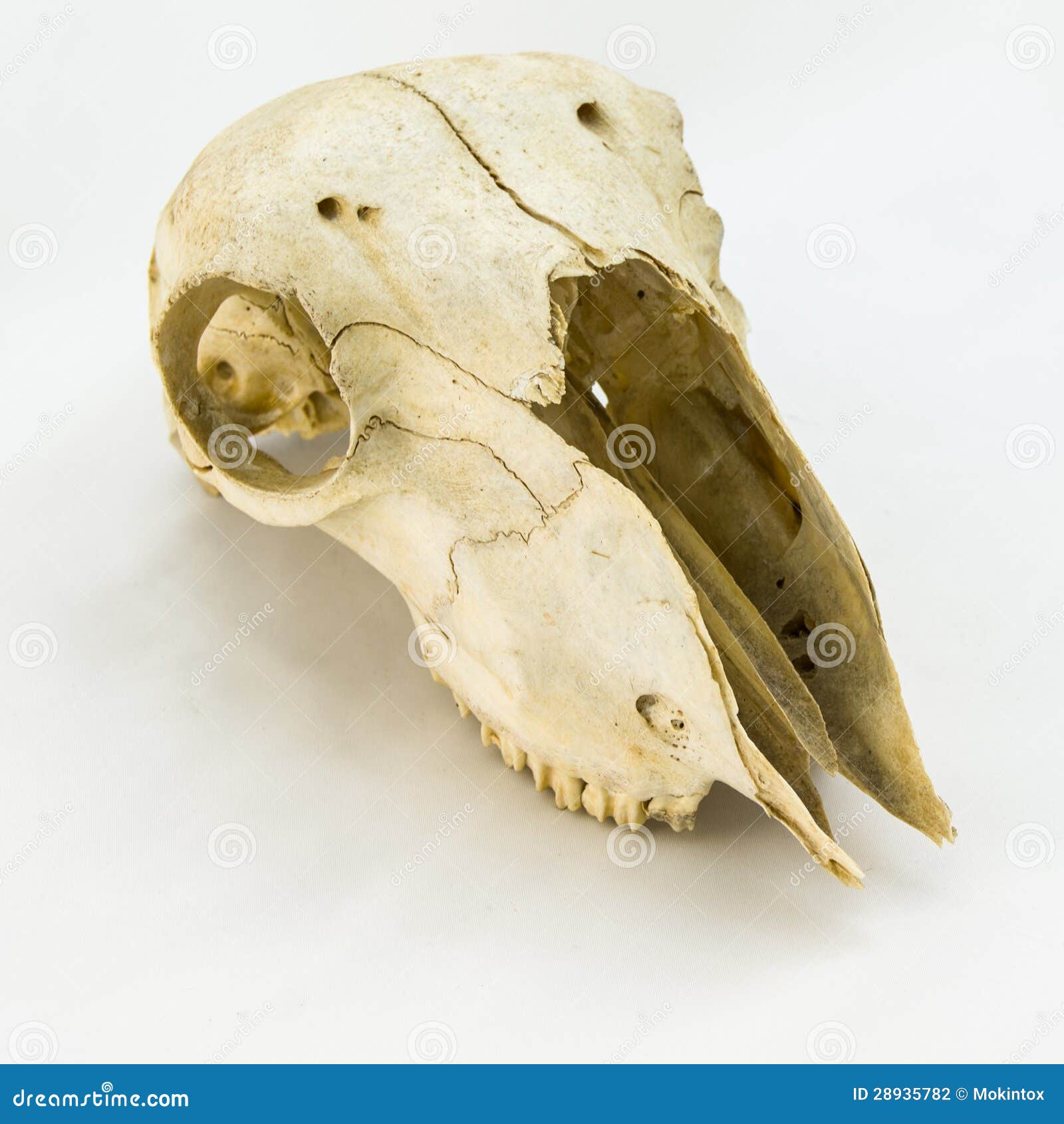 Skull lamb stock photo. Image of rest, animal, bone, skull - 28935782