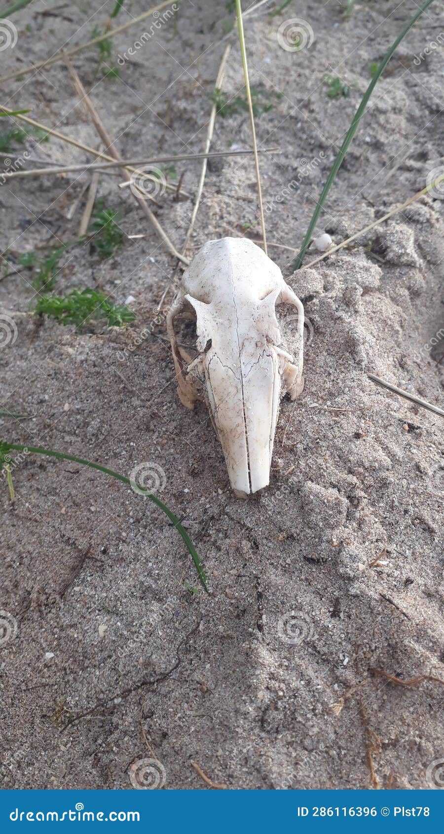 Skull of a Lamb that Was Surprised by the Tide Stock Photo - Image of ...