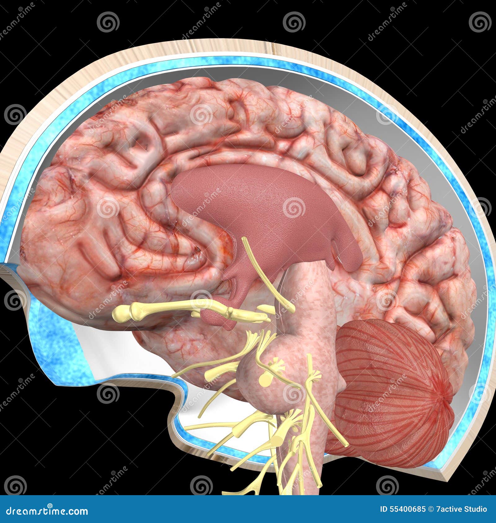 Skull Layers And Brain Royalty-Free Stock Photography | CartoonDealer ...