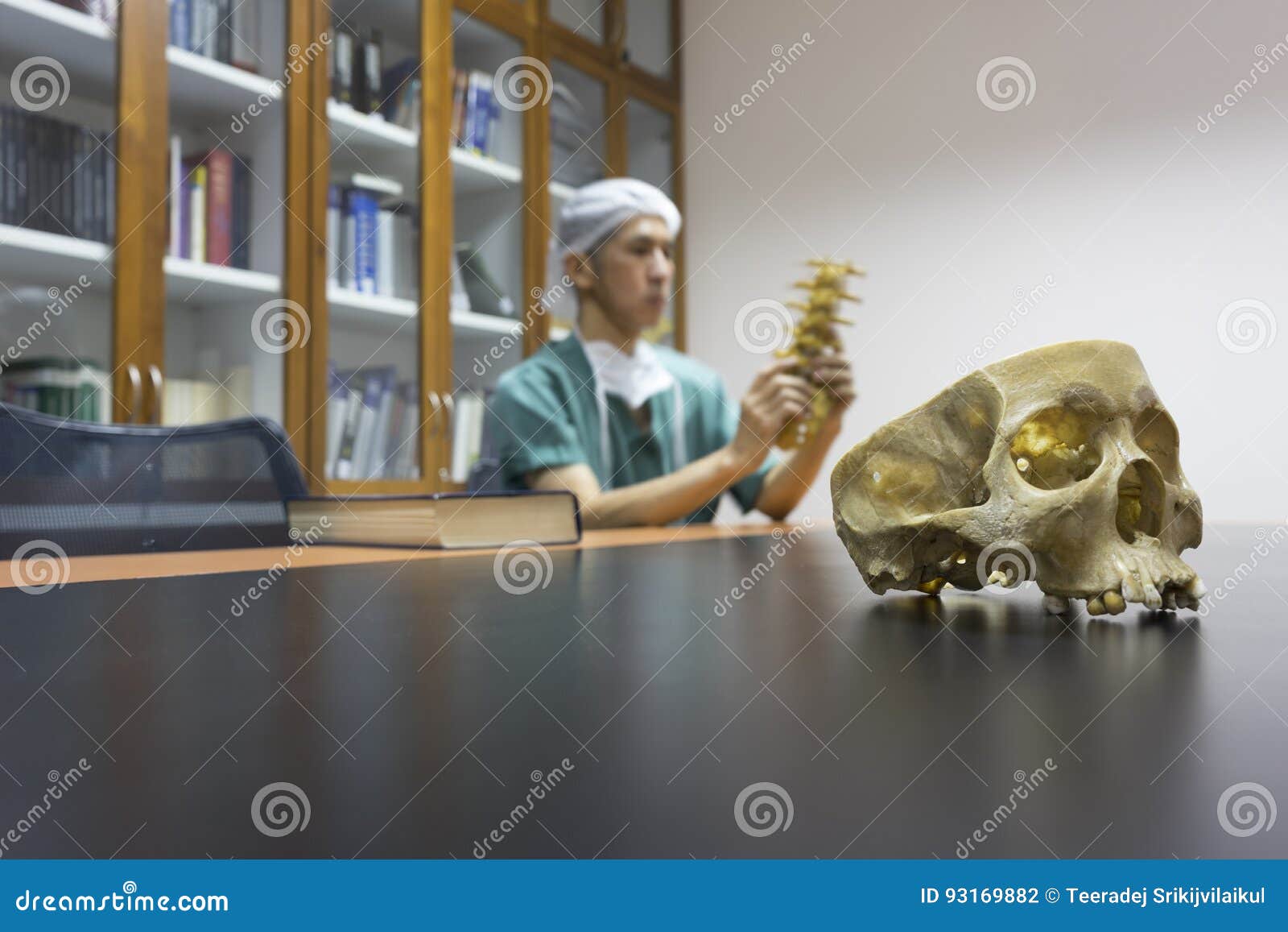 Skull Model in the Library and Doctor Stock Photo - Image of cranium ...