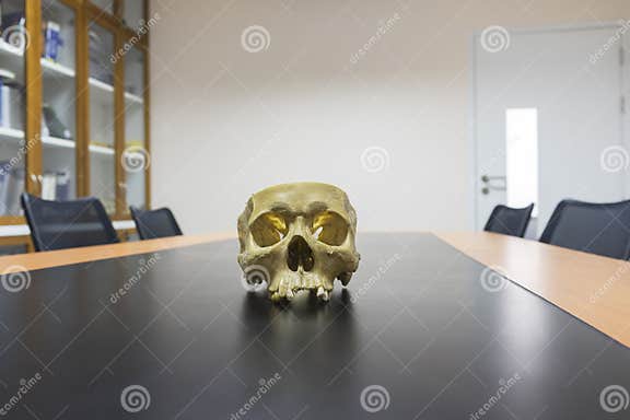 Skull model in the library stock image. Image of school - 93169915