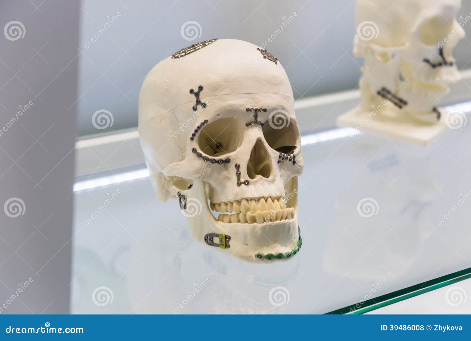 Skull model stock photo. Image of anatomy, face, halloween - 39486008