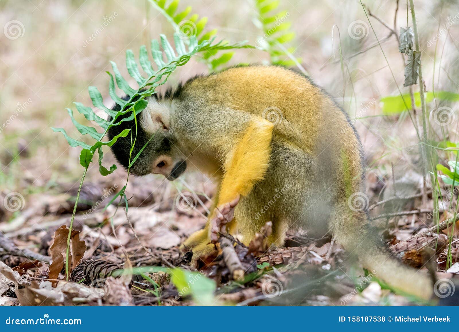 Monkey Skull Front View On White Background Stock Photo | CartoonDealer ...