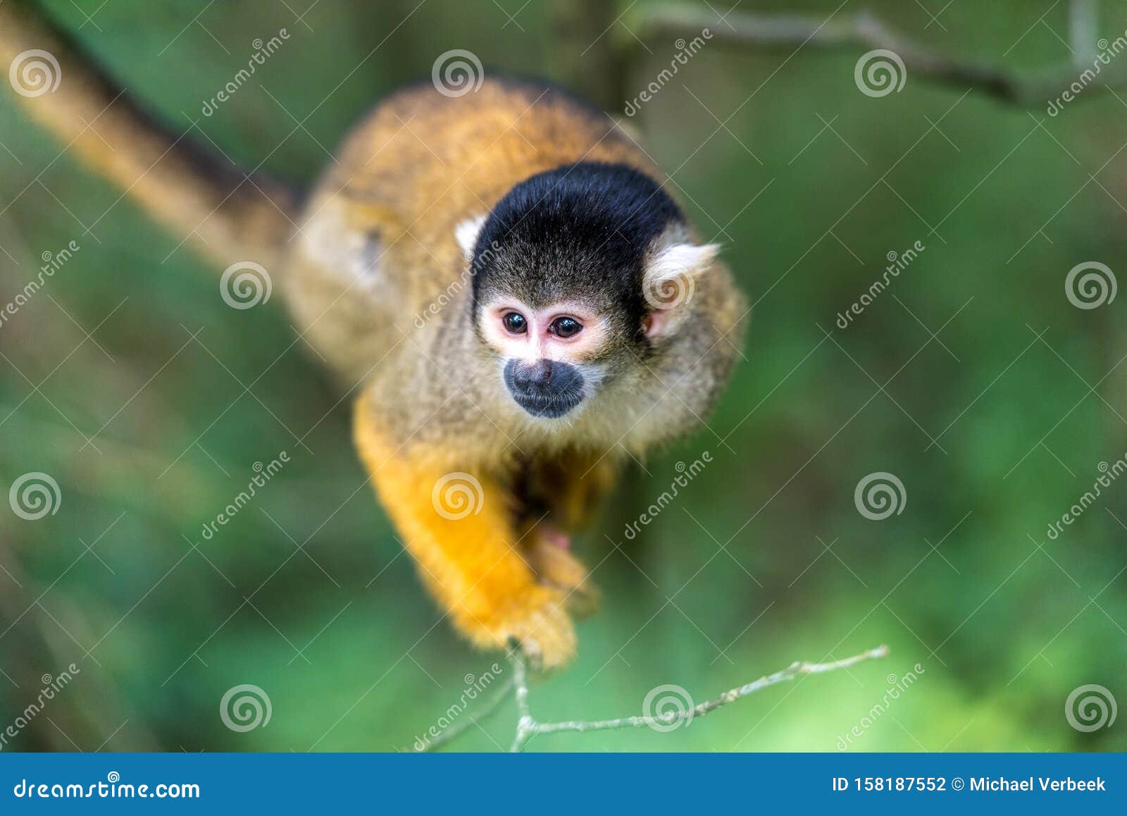 Monkey Skull With Human Skull On Black Background Stock Image ...