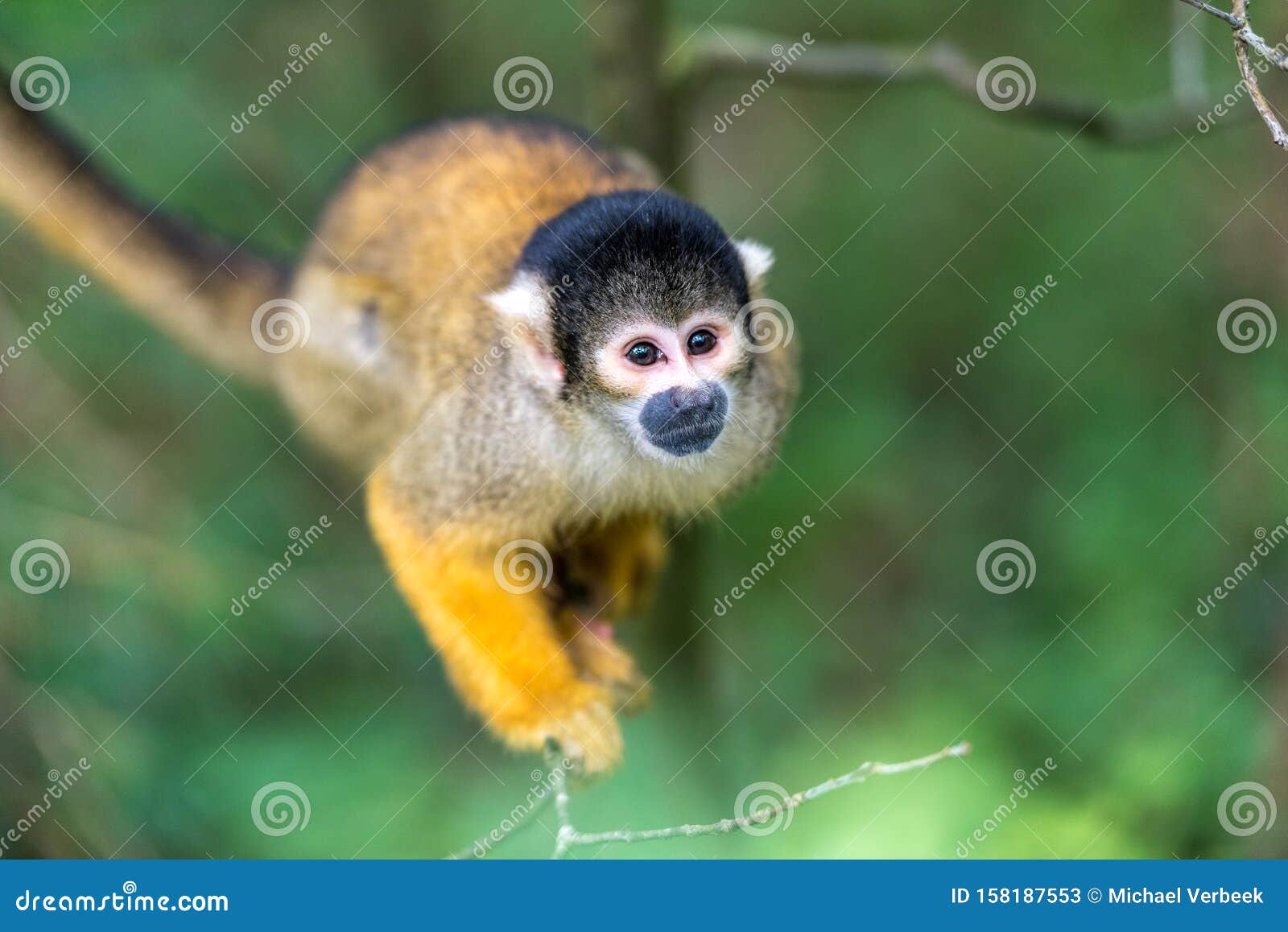 Skull Monkey Looks Up at the Sky Stock Image - Image of face, landmark ...
