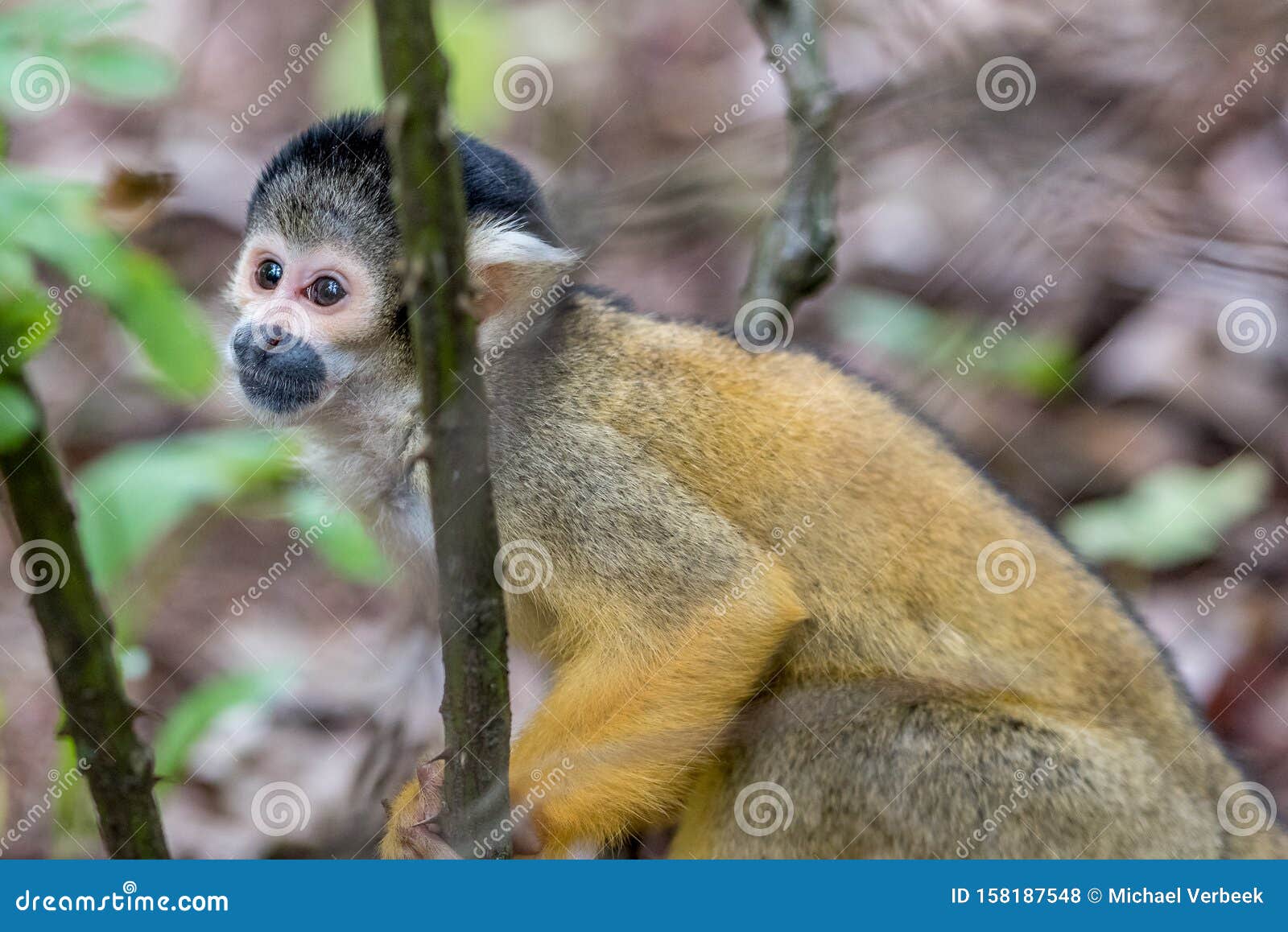 Skull Monkey Sits Behind a Thin Branch Stock Photo - Image of aerial ...