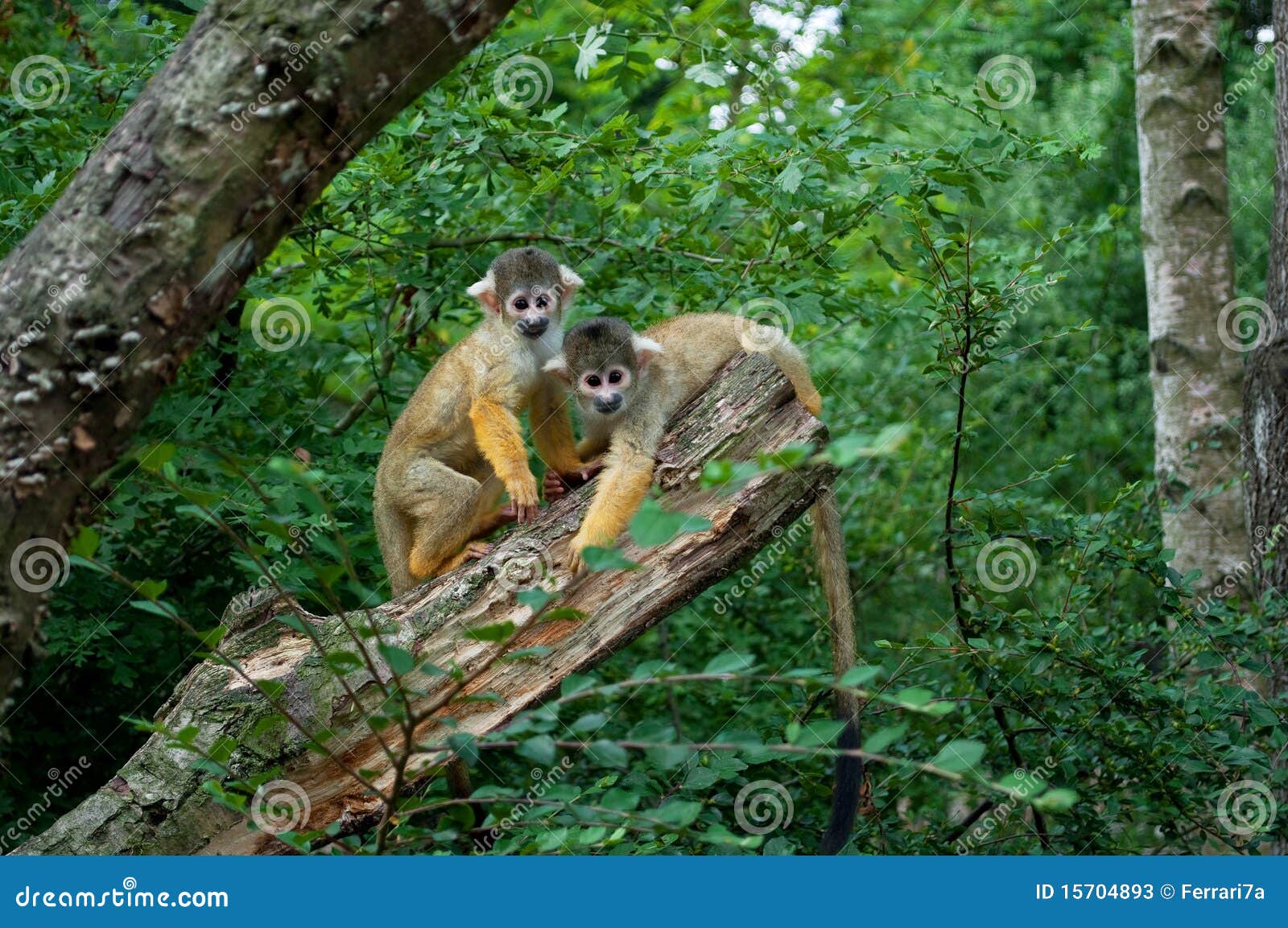 Skull monkeys stock image. Image of curious, happy, background - 15704893