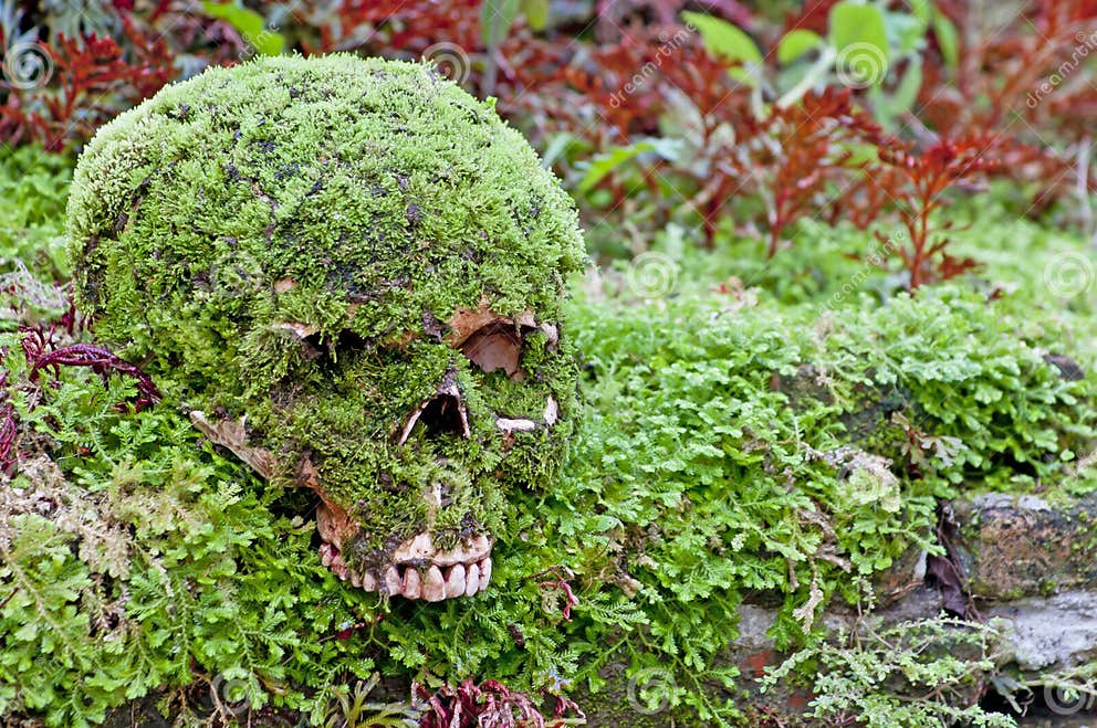 Skull and Moss stock photo. Image of death, holiday, grin - 44528964