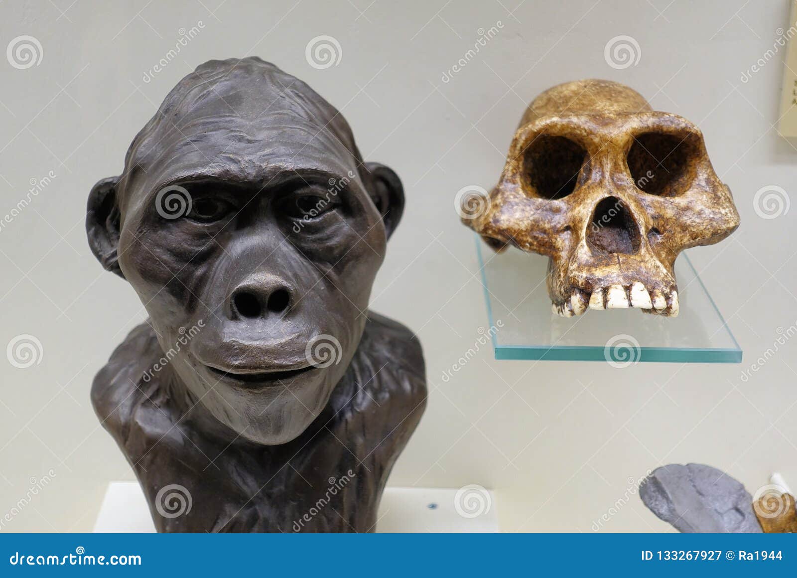 Skull and Neanderthal Sculpture. Evolutionary Theory Paleontological ...