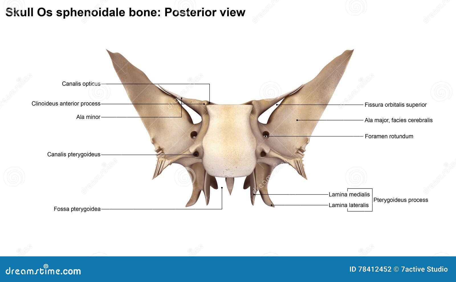 Basilar Part Stock Illustrations – 15 Basilar Part Stock Illustrations ...