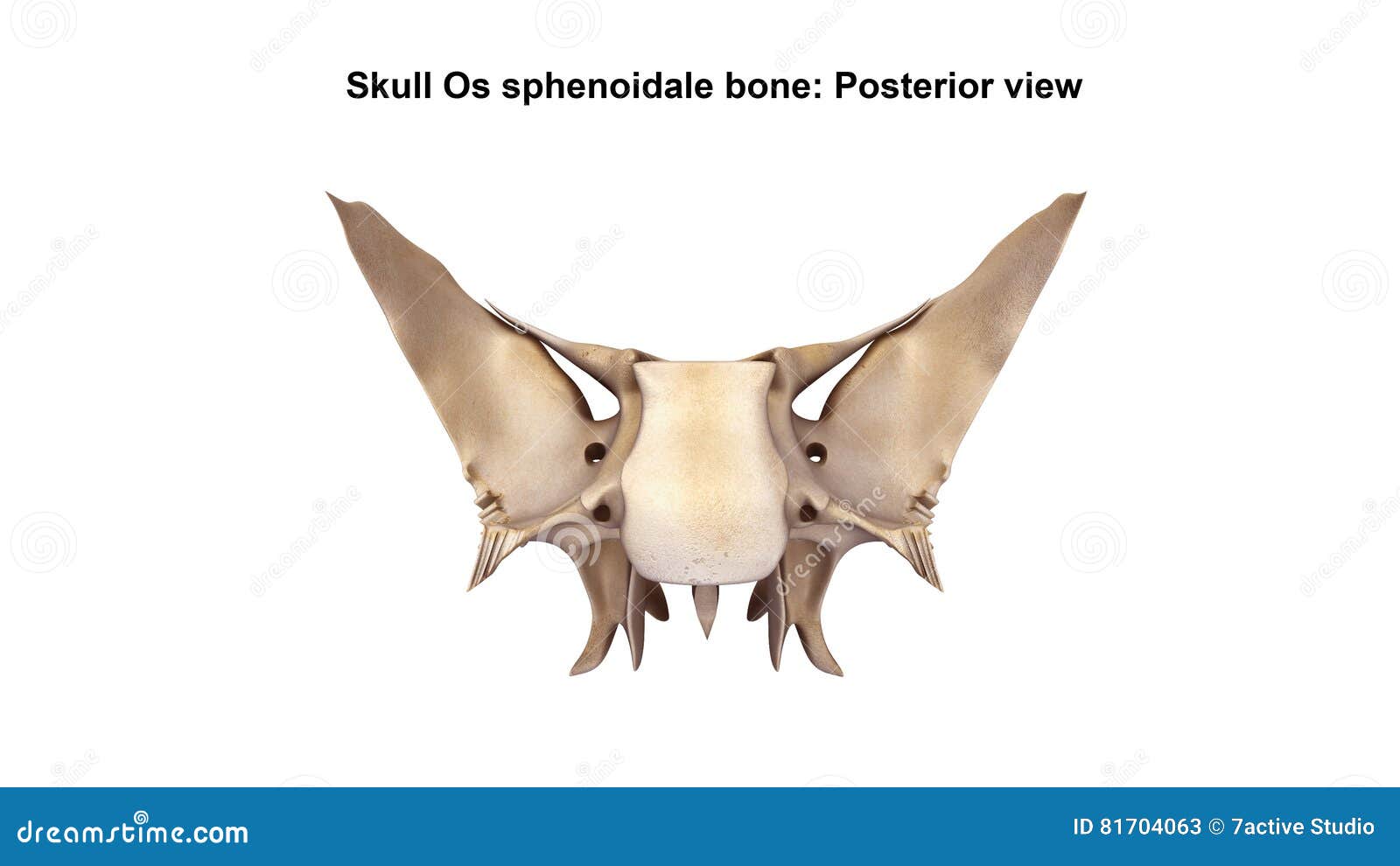 Skull Os sphenoidale bone stock illustration. Illustration of dead ...