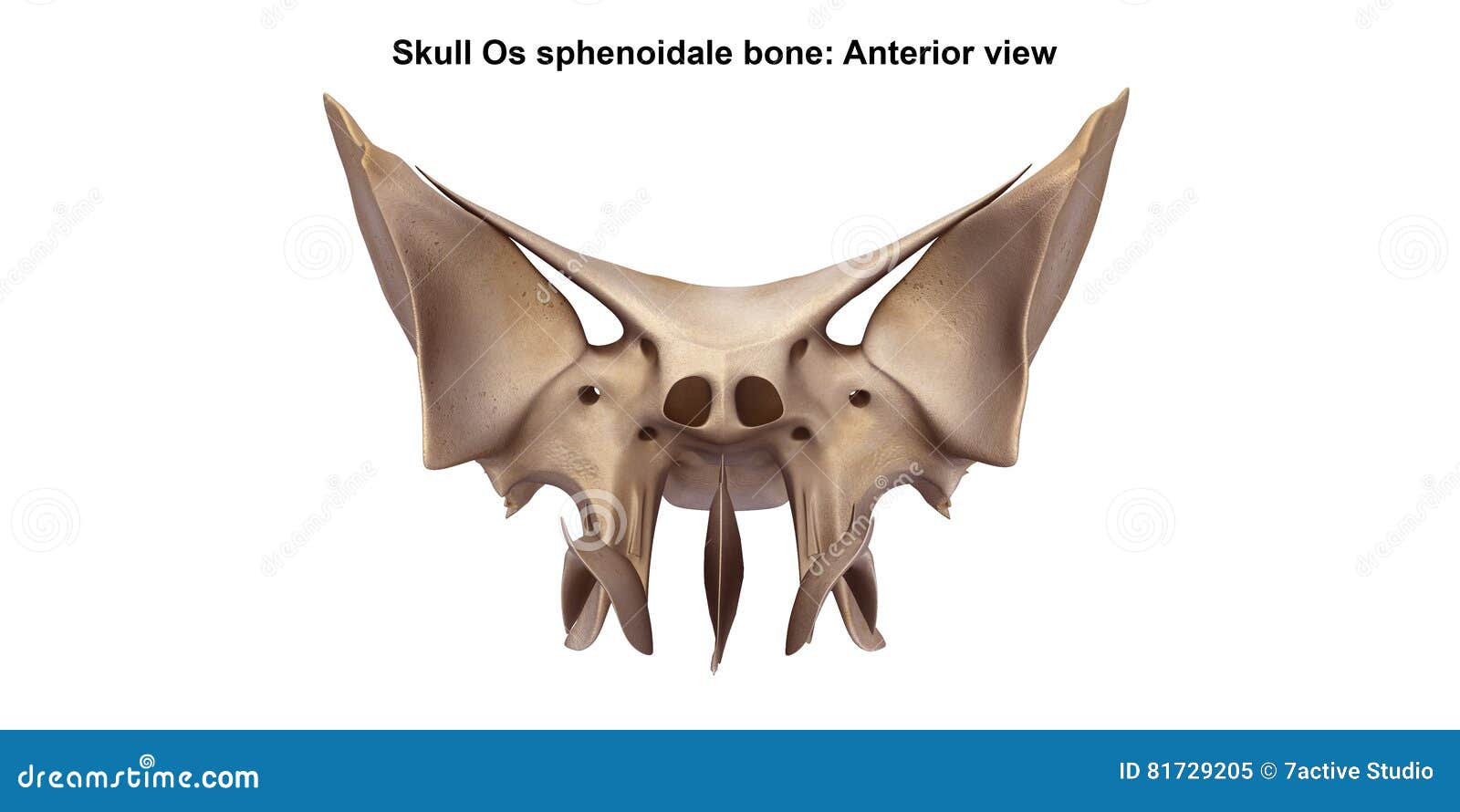 Skull Os Sphenoidale Bone Royalty-Free Stock Photography ...
