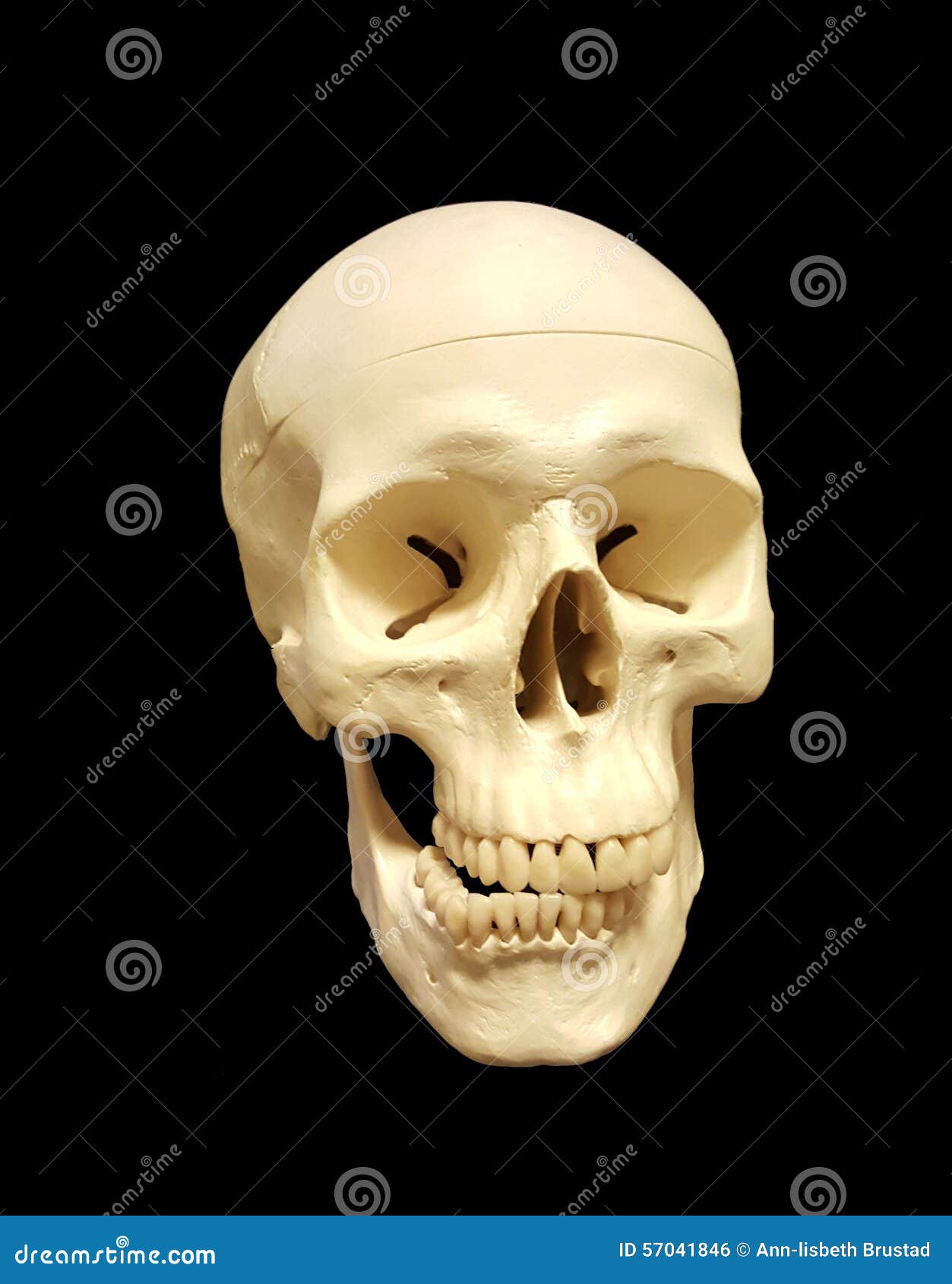 Skull Overbite Stock Photos - Free & Royalty-Free Stock Photos from ...
