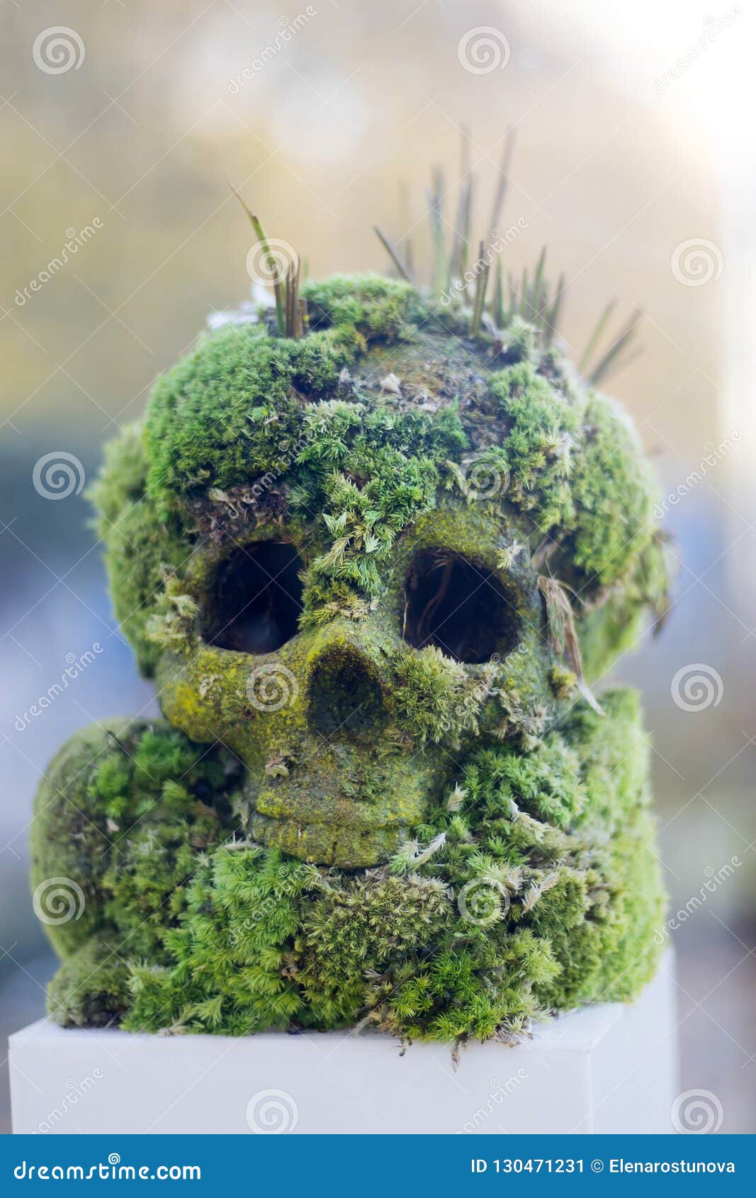 Skull Overgrown with Moss in the Forest Stock Image - Image of ...