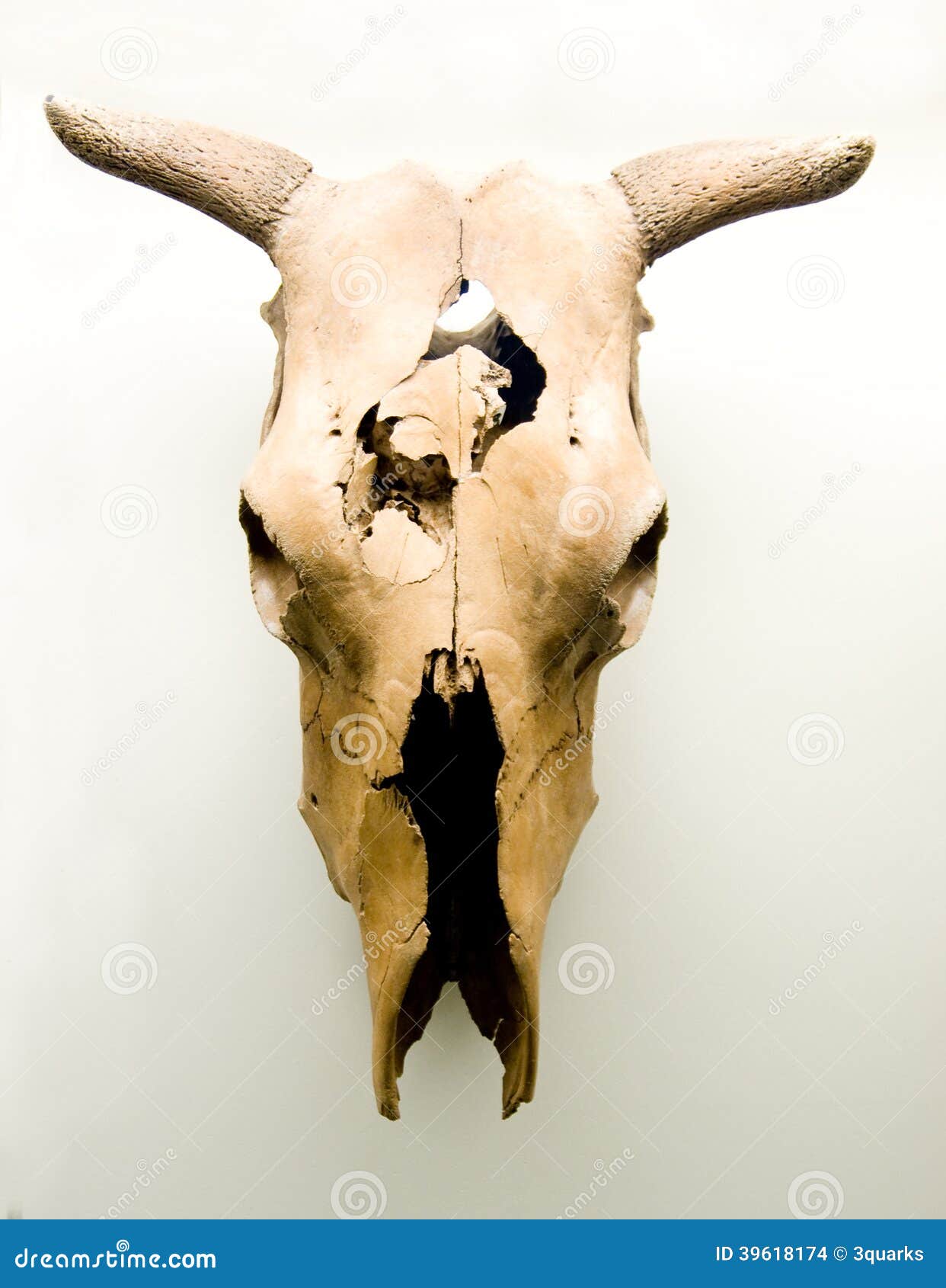 Skull of an Ox stock photo. Image of cattle, horn, bones - 39618174