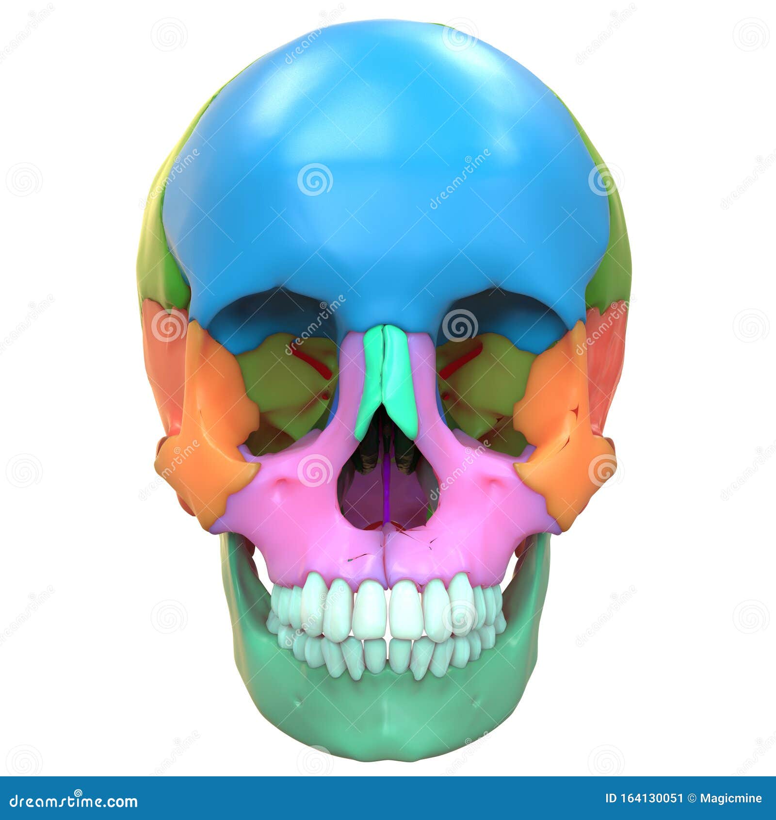 Skull a Part of Human Skeleton System Anatomy Stock Illustration ...